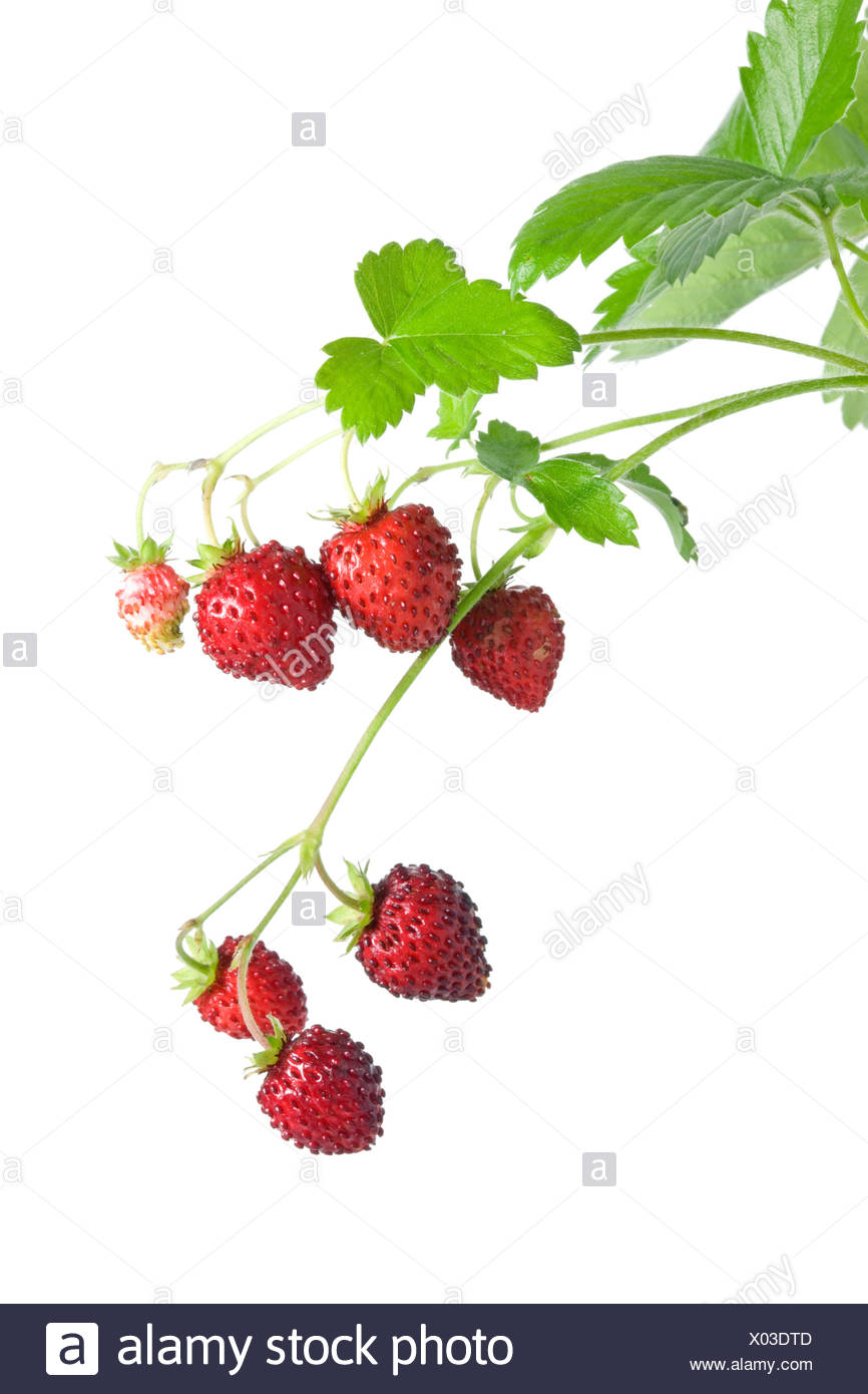 Wild Strawberries High Resolution Stock Photography and Images - Alamy