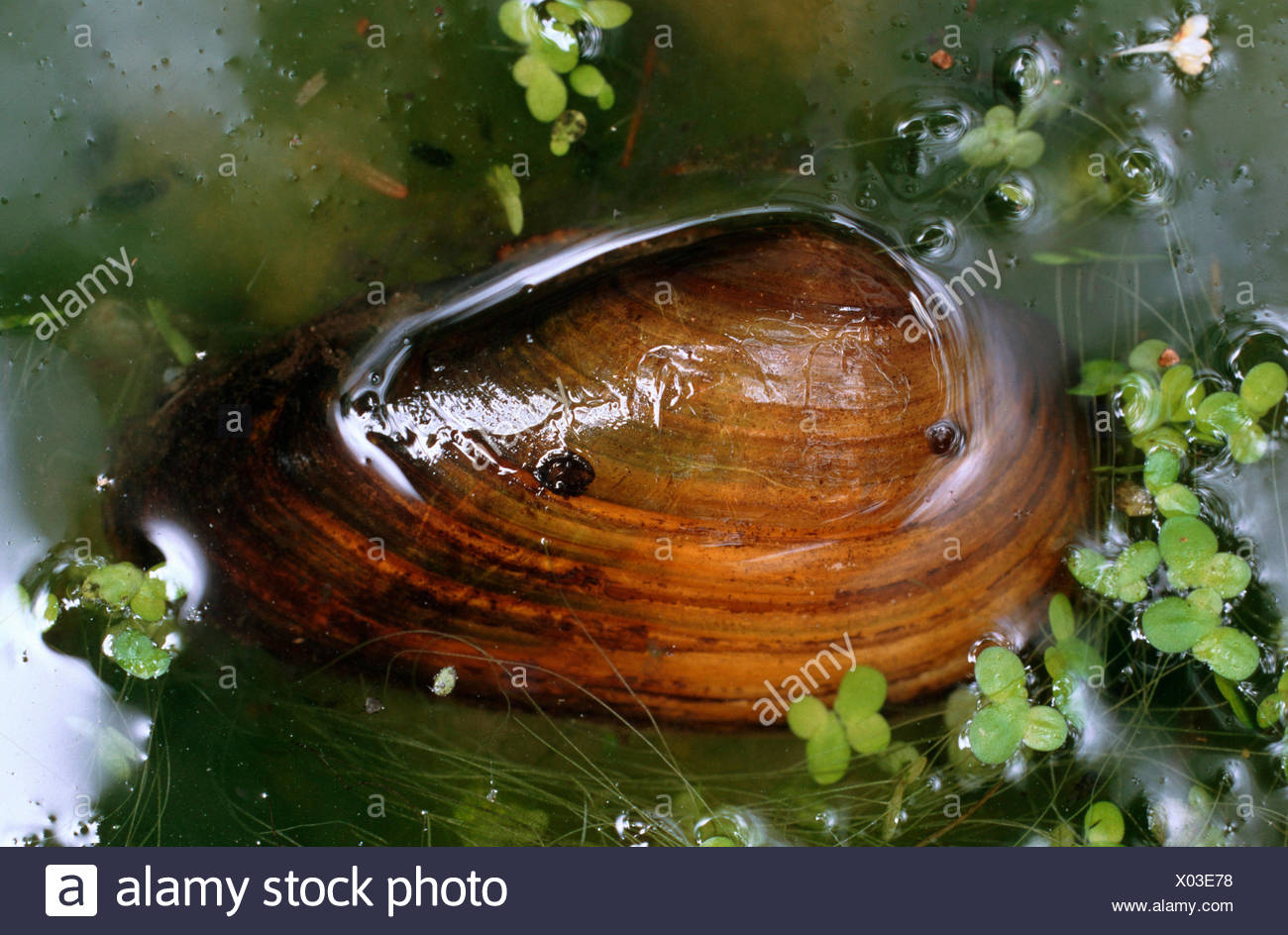 Painters Mussel Unio Pictorum High Resolution Stock Photography and ...