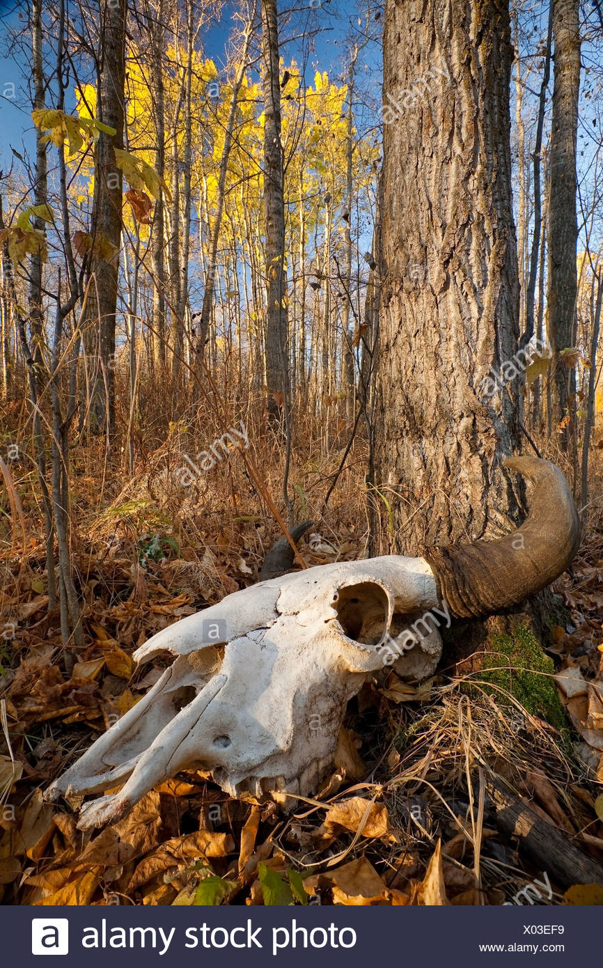 Bison Skull High Resolution Stock Photography and Images - Alamy