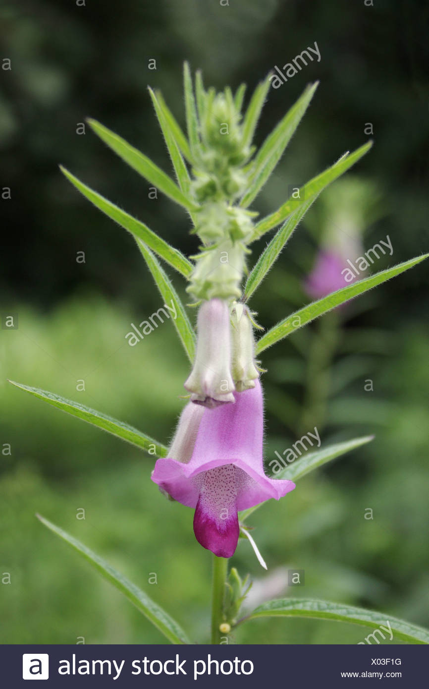 Sesamum Crops High Resolution Stock Photography and Images - Alamy