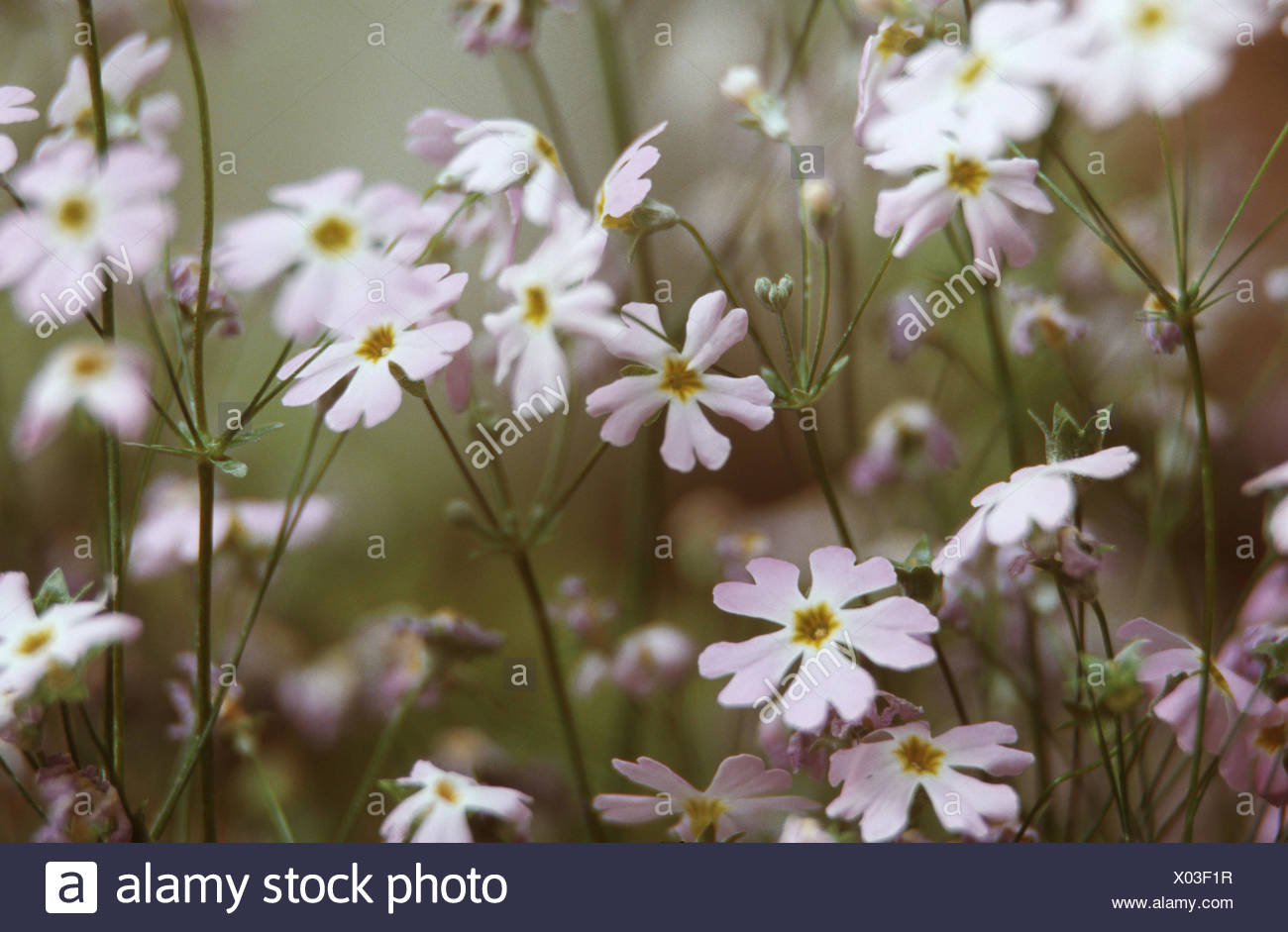 Primula Malacoides High Resolution Stock Photography and Images - Alamy