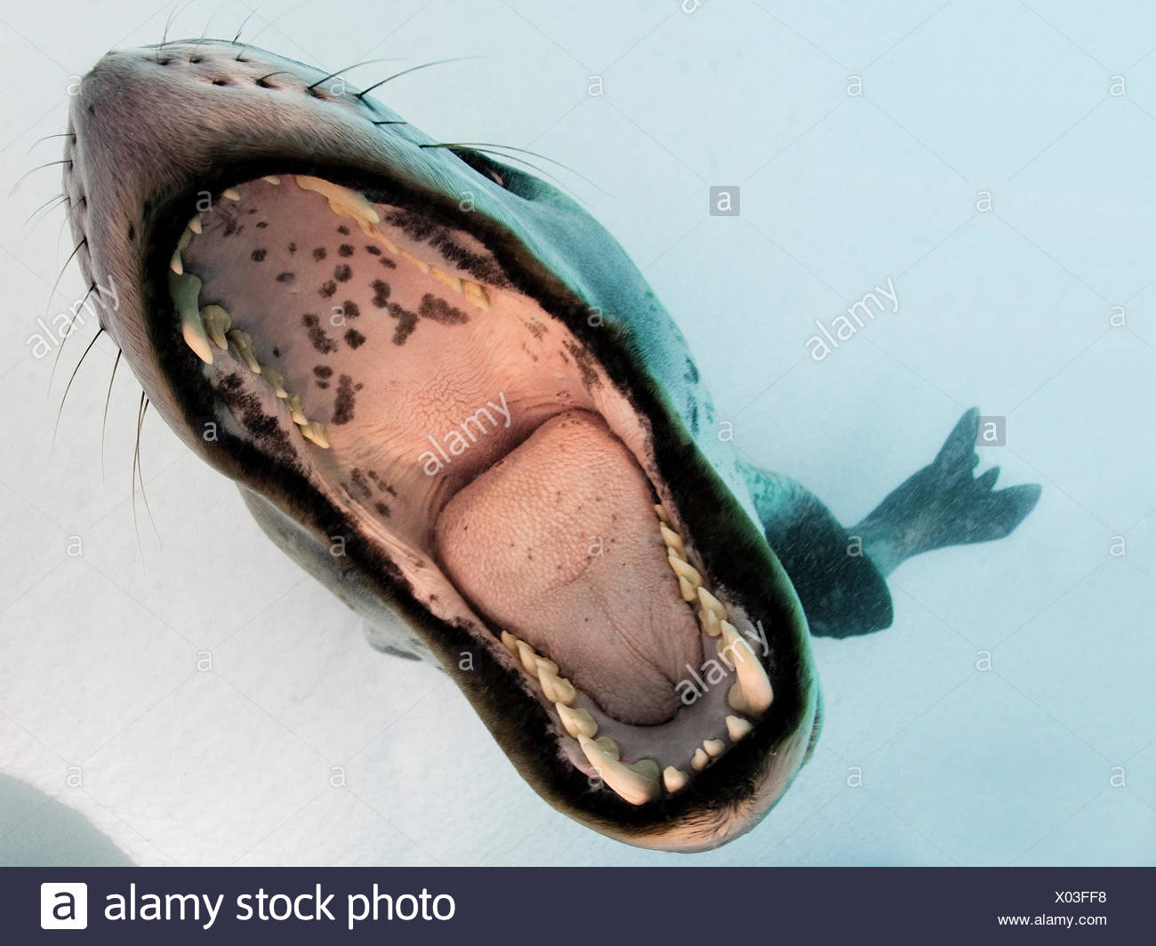Seal Teeth Stock Photos & Seal Teeth Stock Images - Alamy