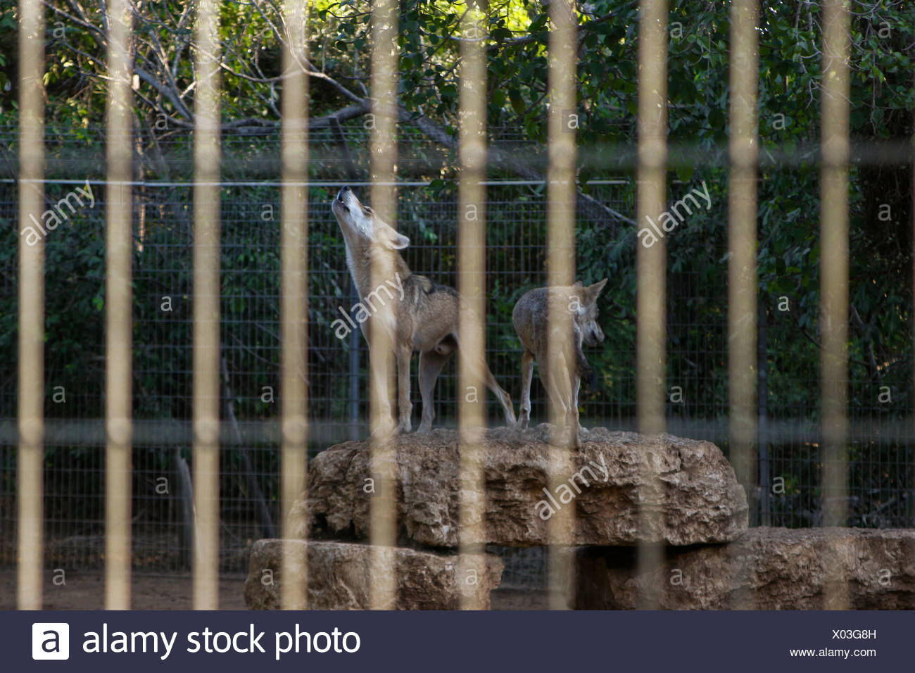 Arabian Wolf Stock Photos & Arabian Wolf Stock Images - Alamy