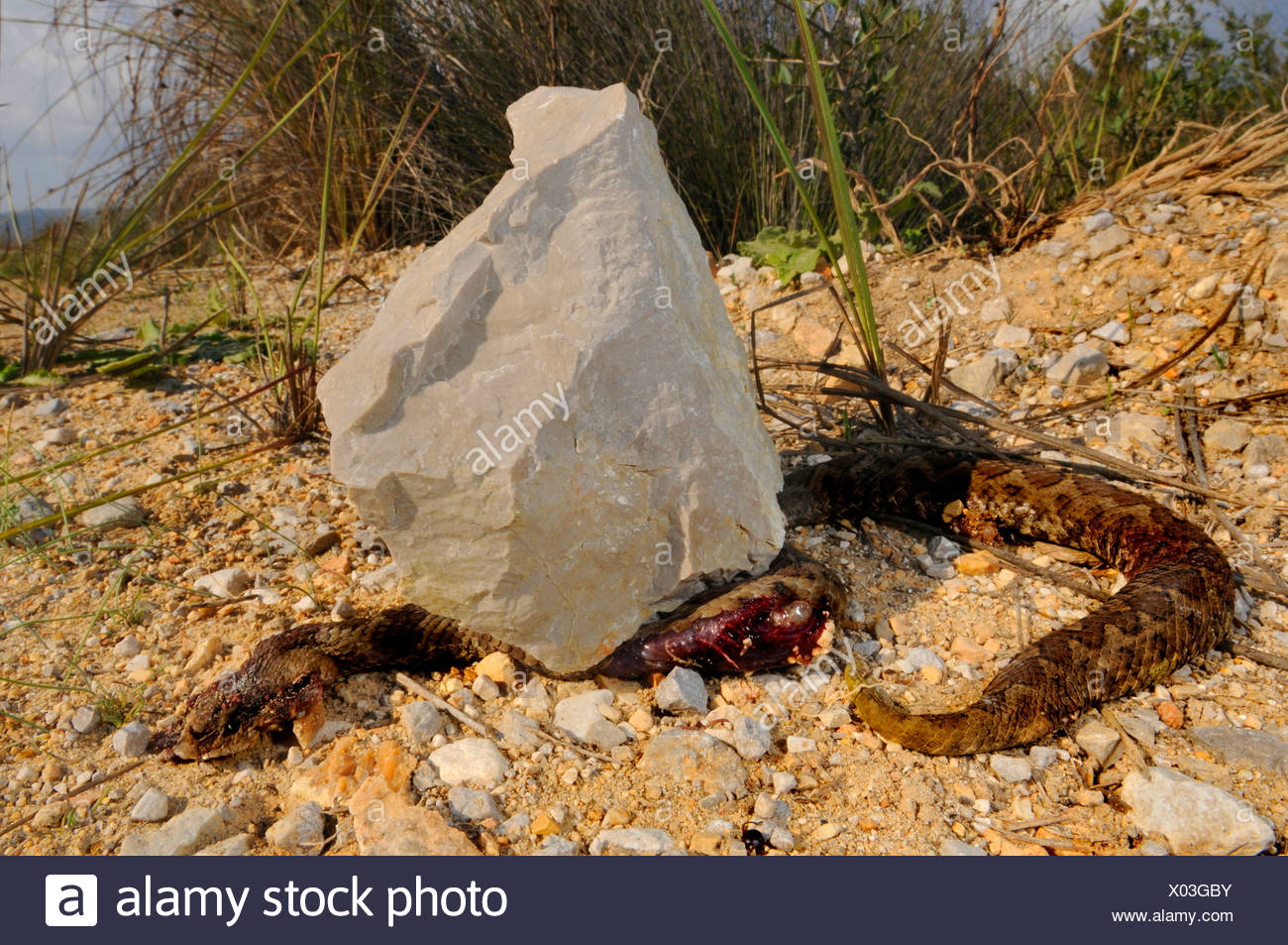 Venomous Snakes Of Greece High Resolution Stock Photography and Images ...