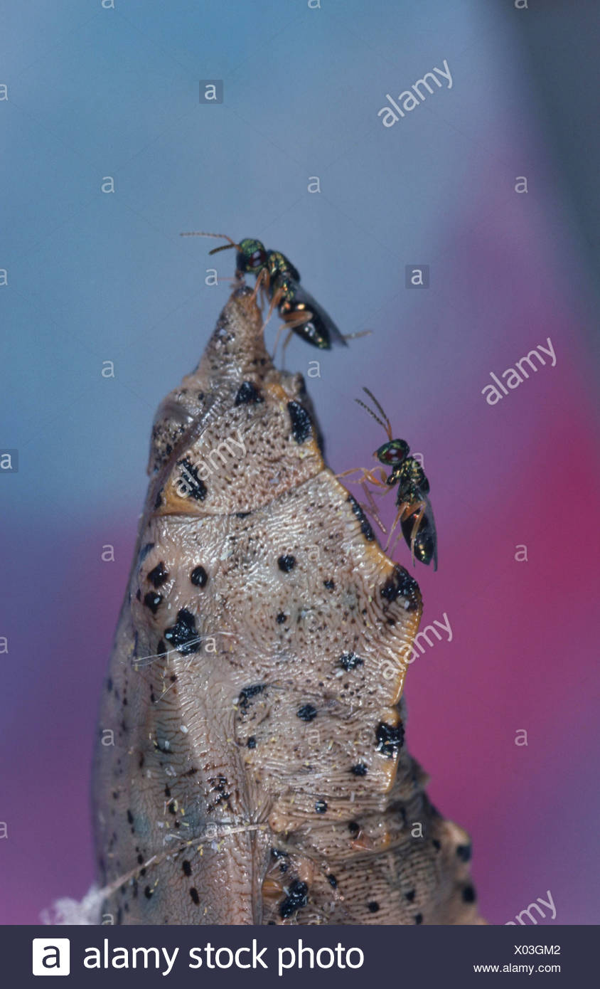 Wasp Pupae Stock Photos & Wasp Pupae Stock Images - Alamy