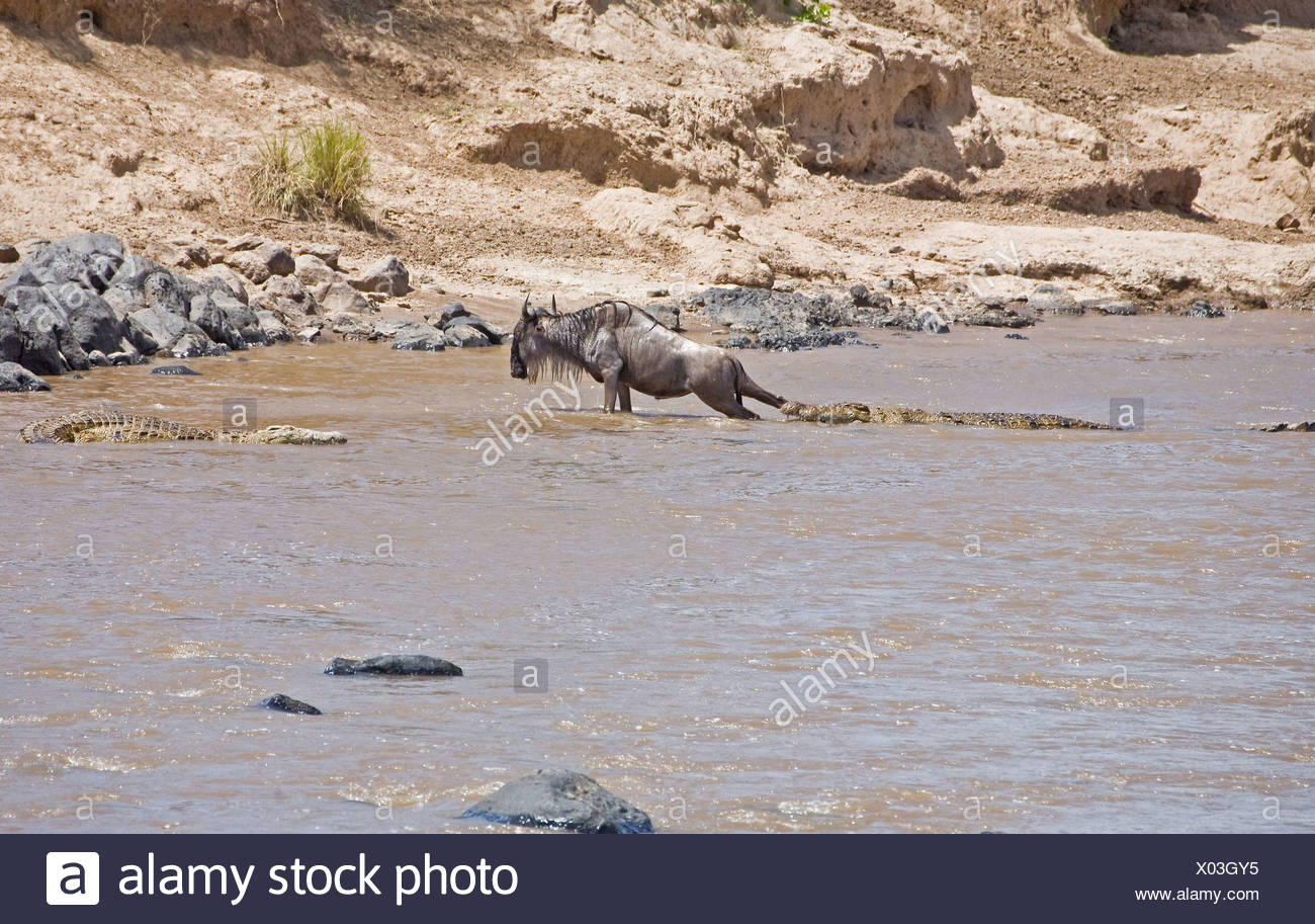 Crocodile Wildebeest Stock Photos & Crocodile Wildebeest Stock Images ...