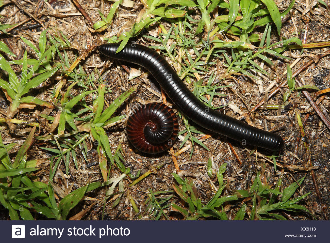 African Giant Black Millipede High Resolution Stock Photography and ...