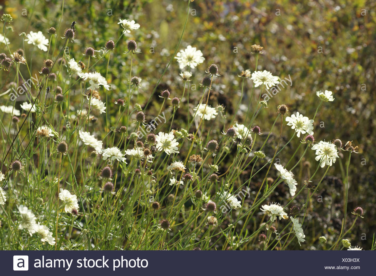 Scabiosa Ochroleuca High Resolution Stock Photography and Images - Alamy