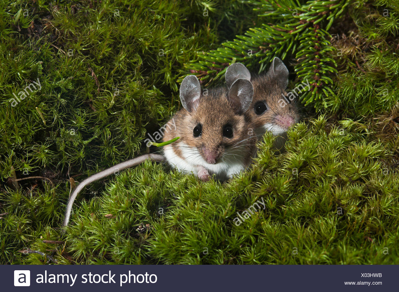 The Mice High Resolution Stock Photography and Images - Alamy