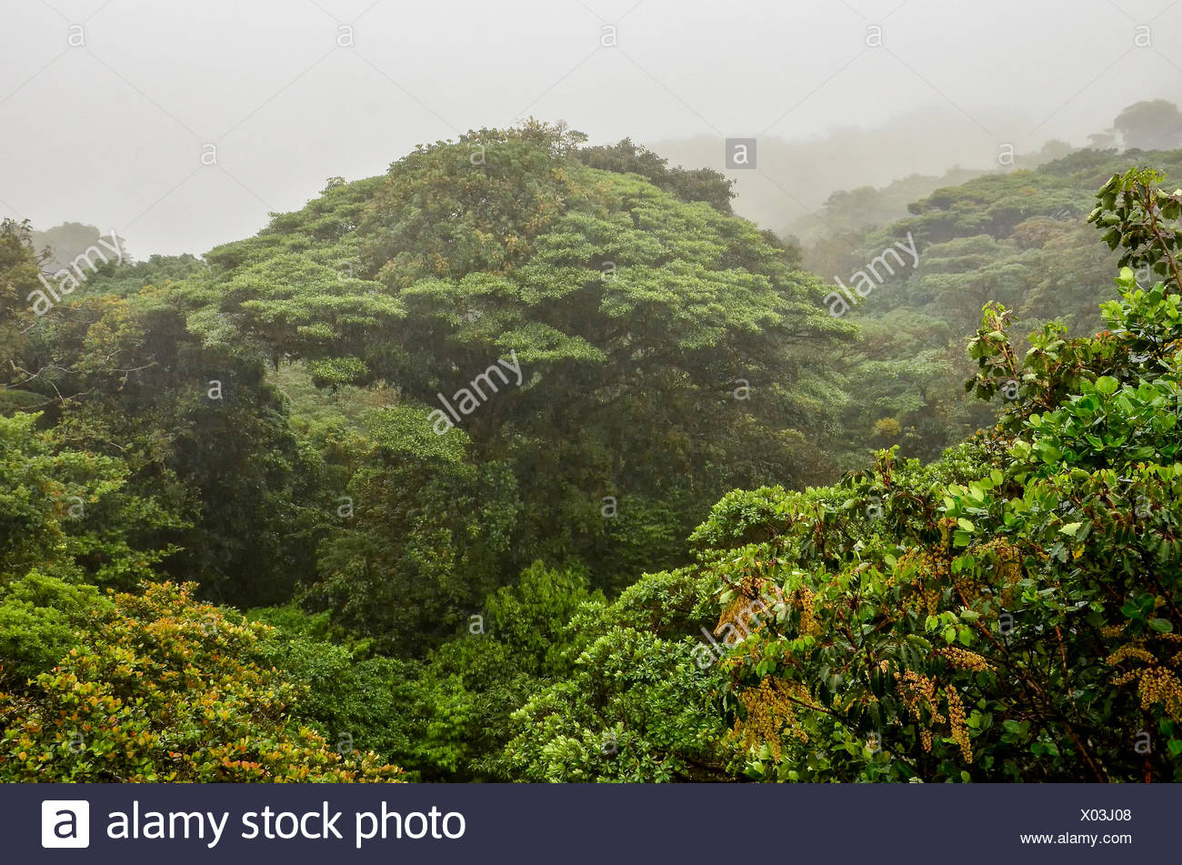 Central Suriname Nature Reserve High Resolution Stock Photography and ...