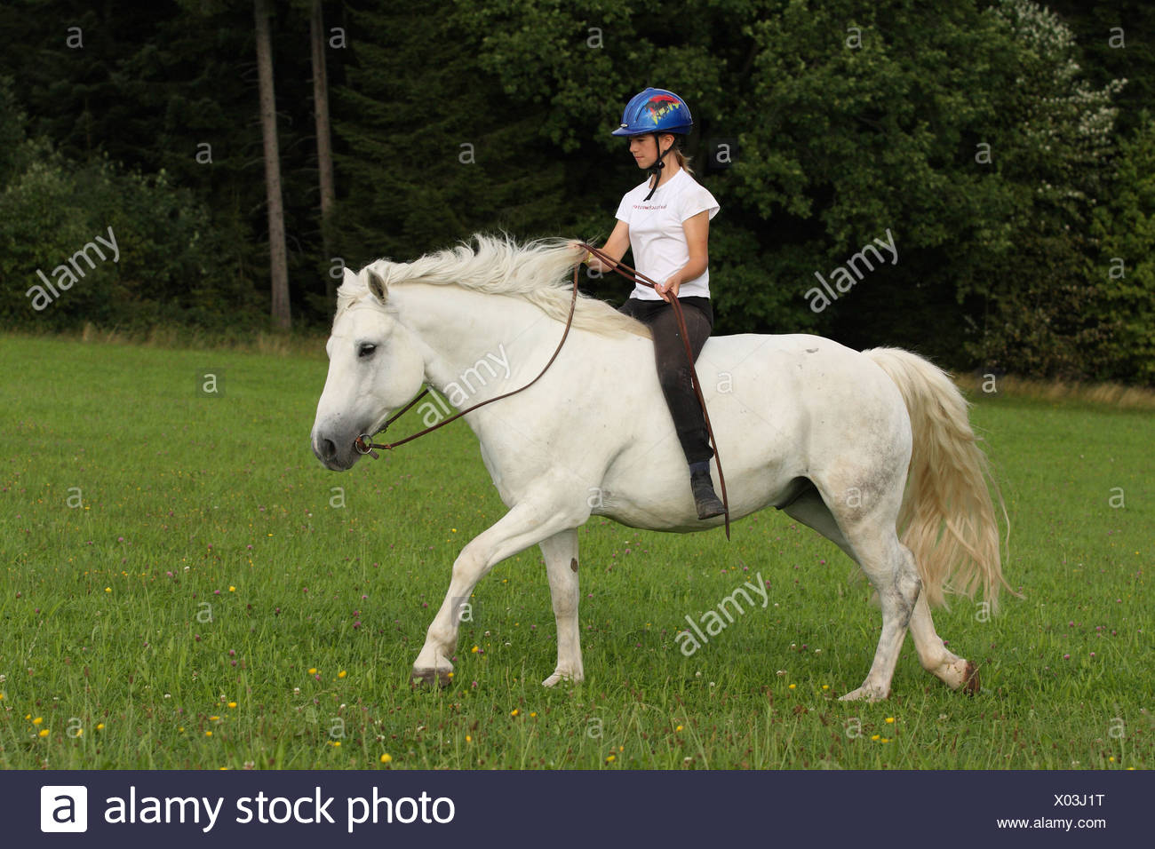 Riding Without Saddle High Resolution Stock Photography and Images - Alamy
