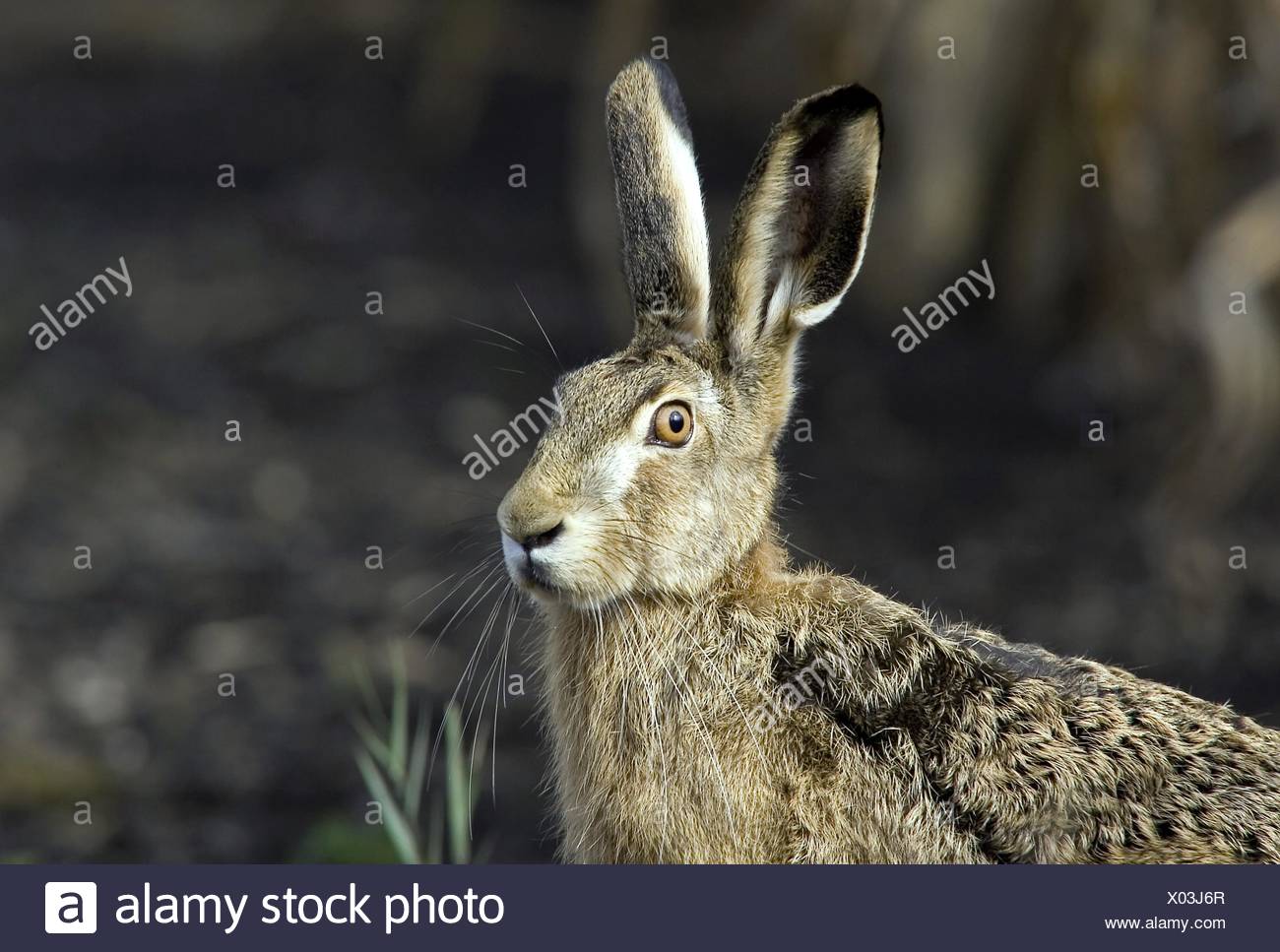 Harelip Stock Photos & Harelip Stock Images - Alamy