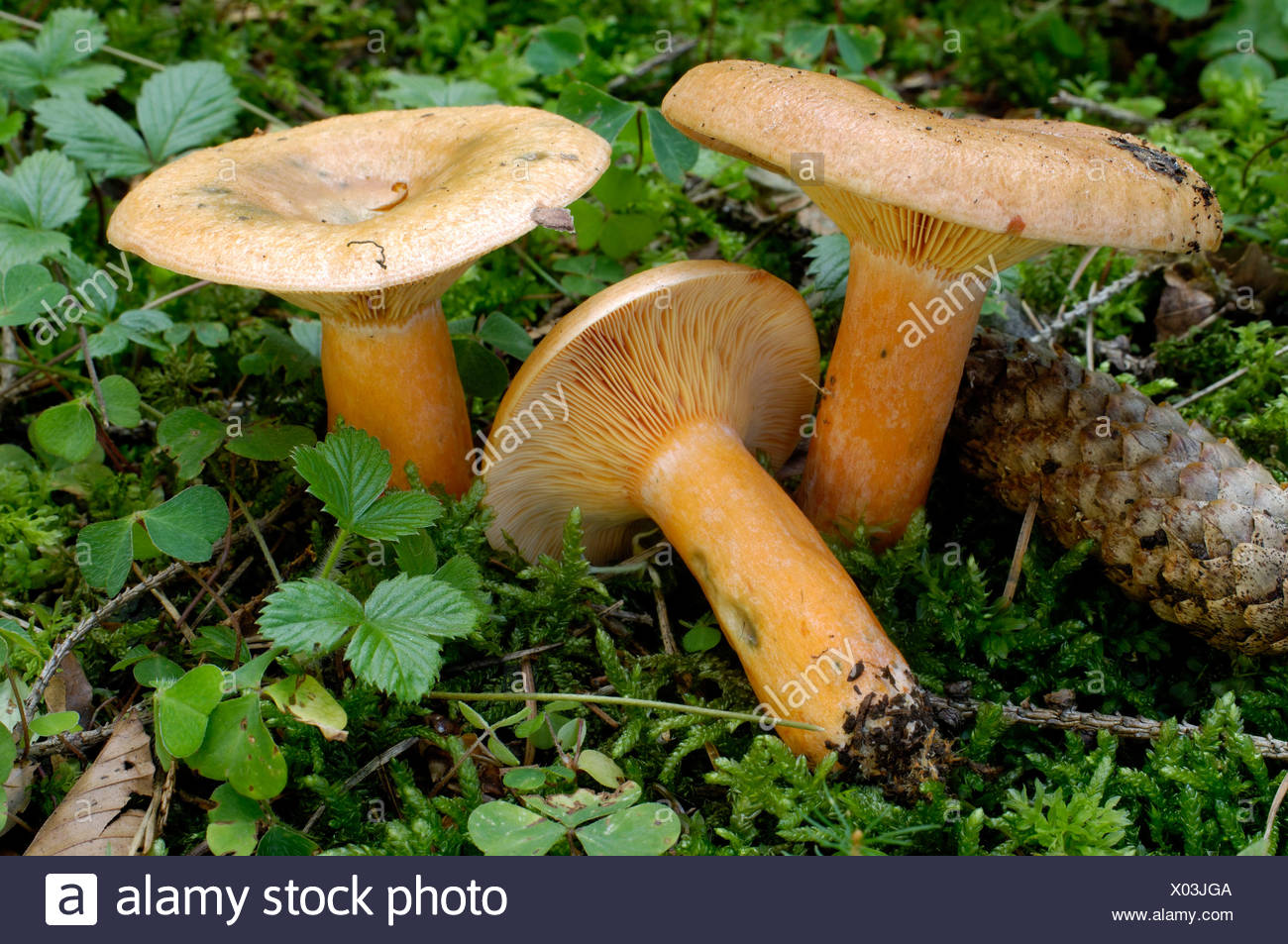 False Saffron Milkcap High Resolution Stock Photography and Images - Alamy