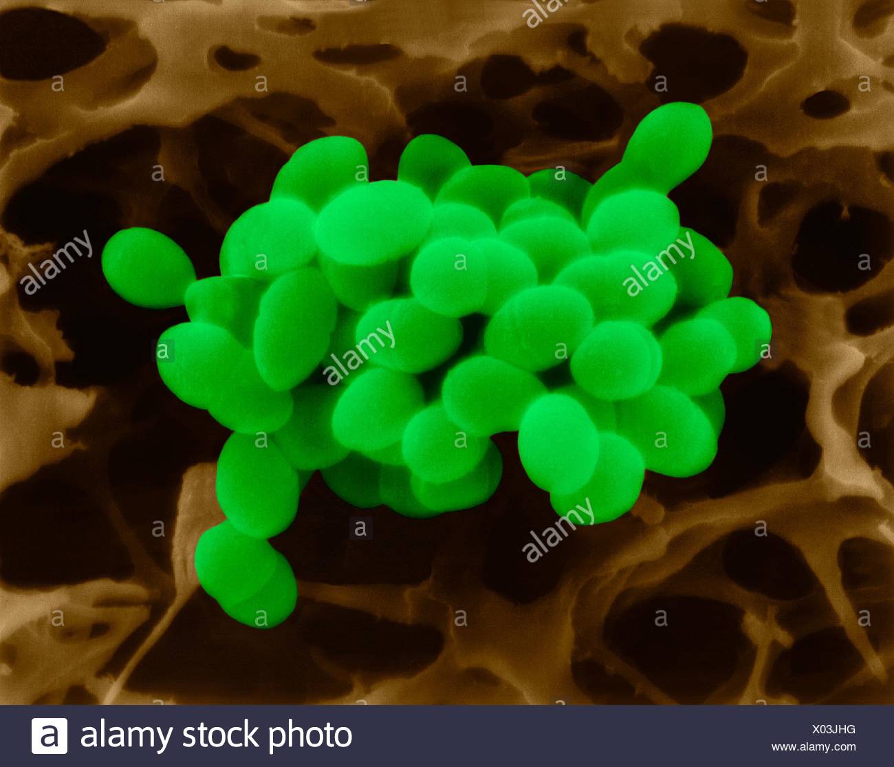Enterococcus Faecalis High Resolution Stock Photography and Images - Alamy
