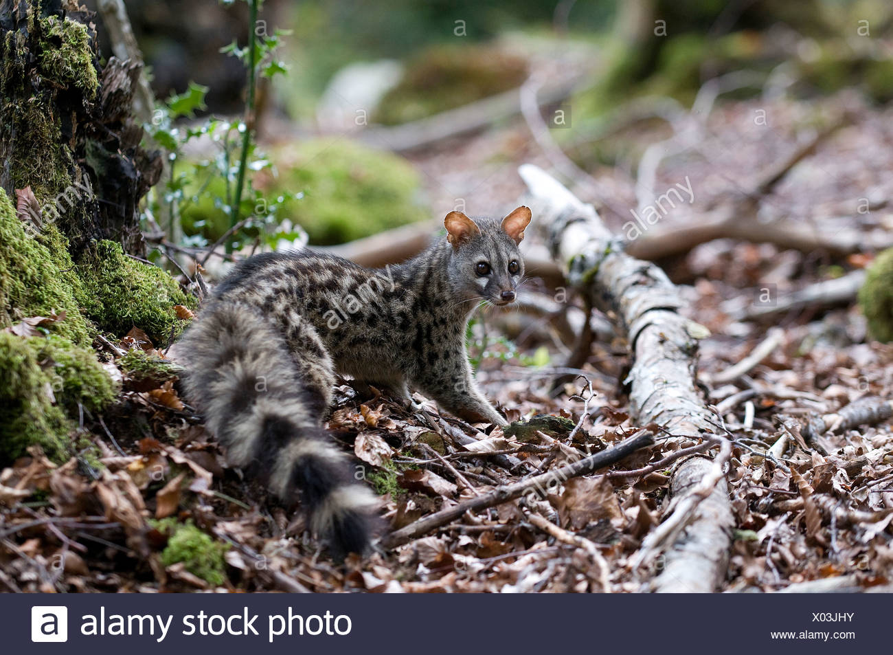 Genet Genetta High Resolution Stock Photography and Images - Alamy