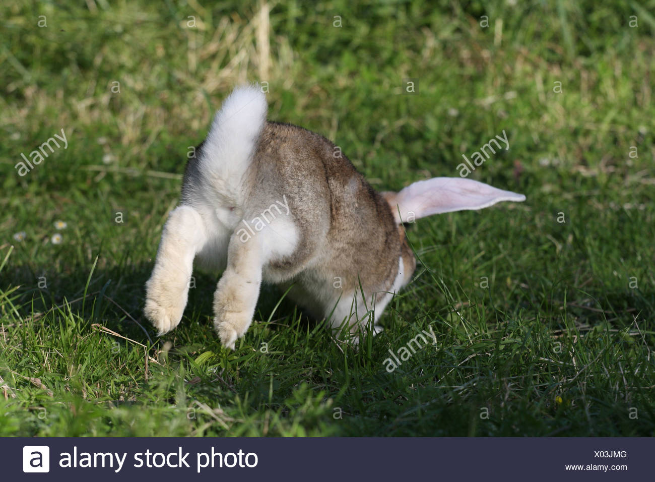 Leaping Rabbit Stock Photos & Leaping Rabbit Stock Images - Alamy