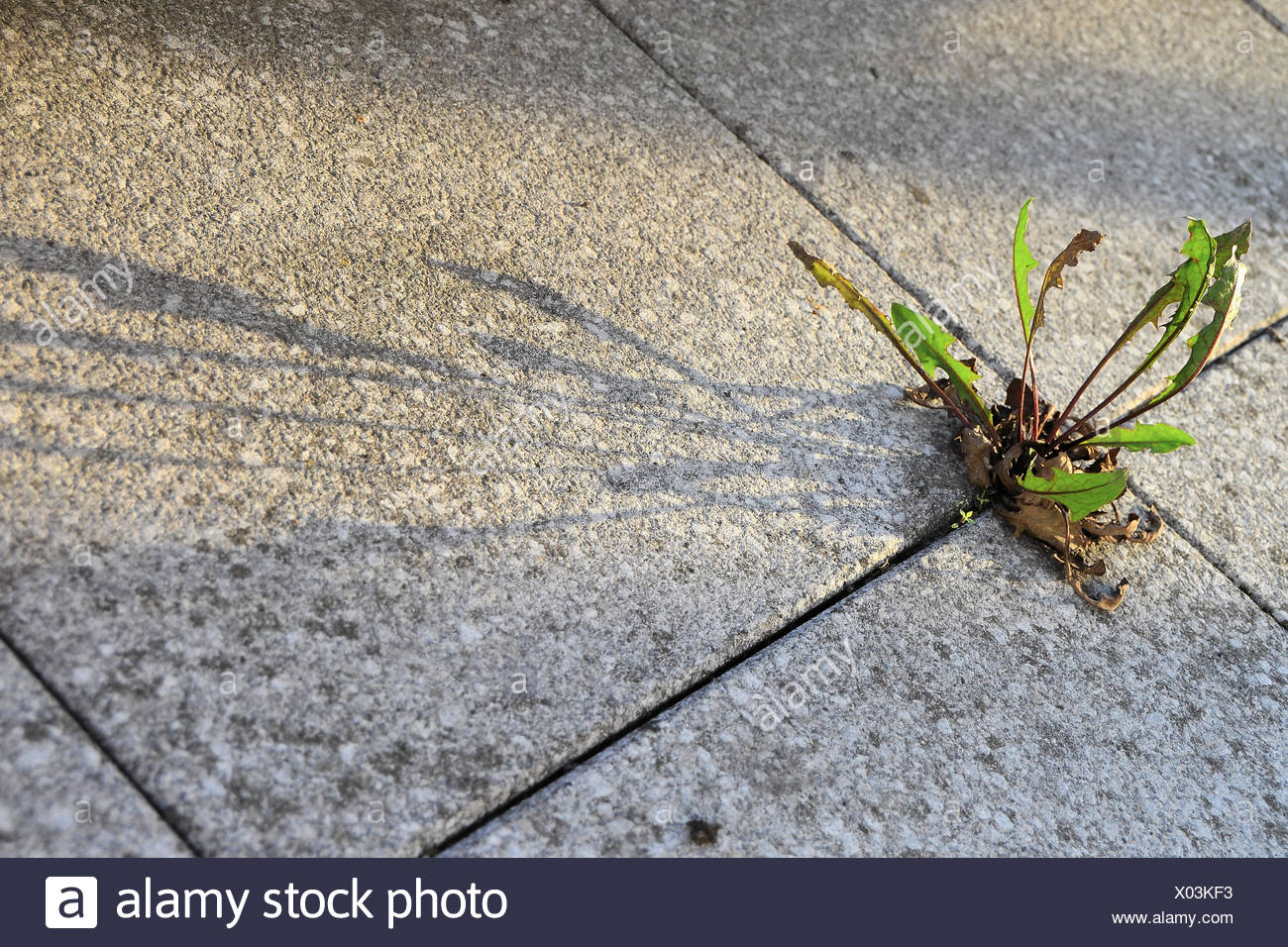 Pavement Plants High Resolution Stock Photography and Images - Alamy