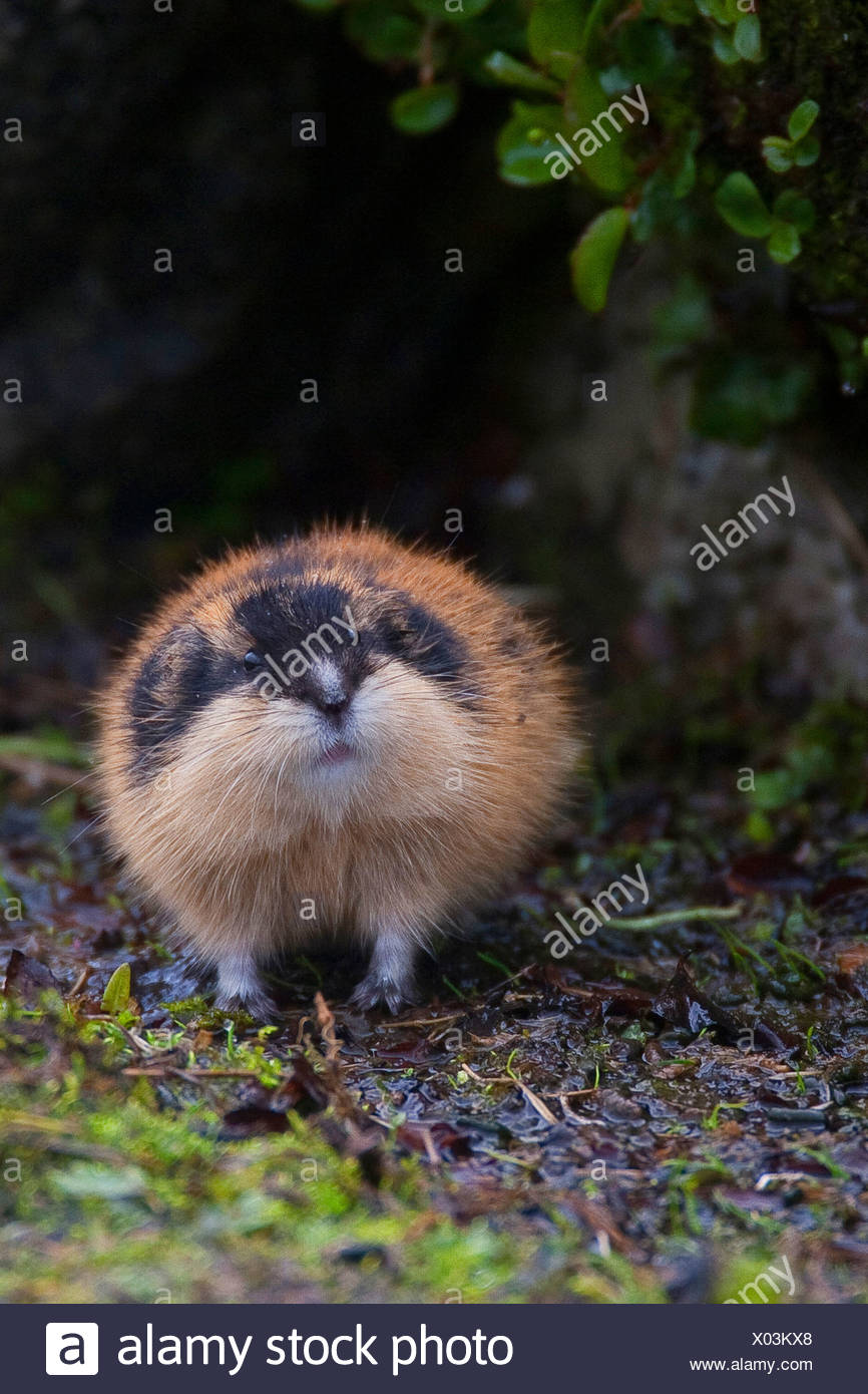 Voles And Lemmings Stock Photos & Voles And Lemmings Stock Images - Alamy