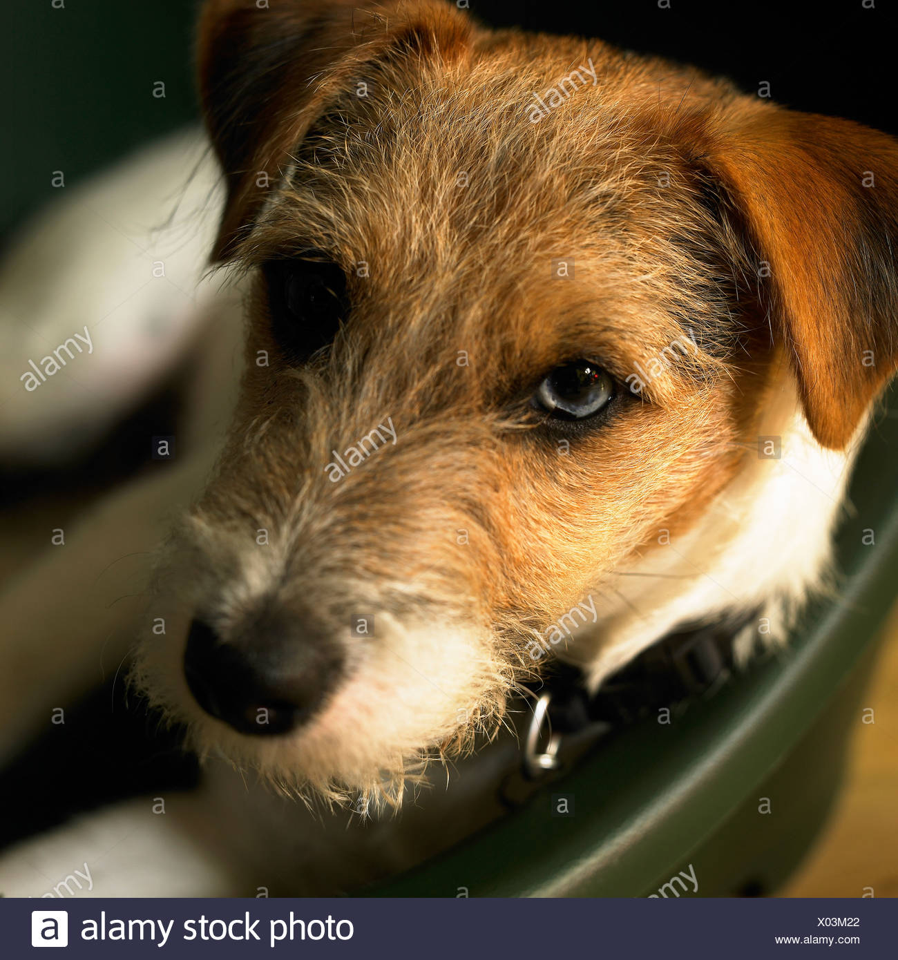 Jack Russell Terrier Dog Head High Resolution Stock Photography and ...