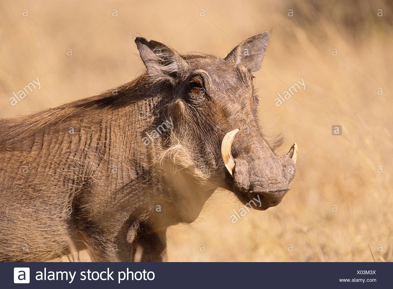 Warthog Fight Stock Photos & Warthog Fight Stock Images - Alamy
