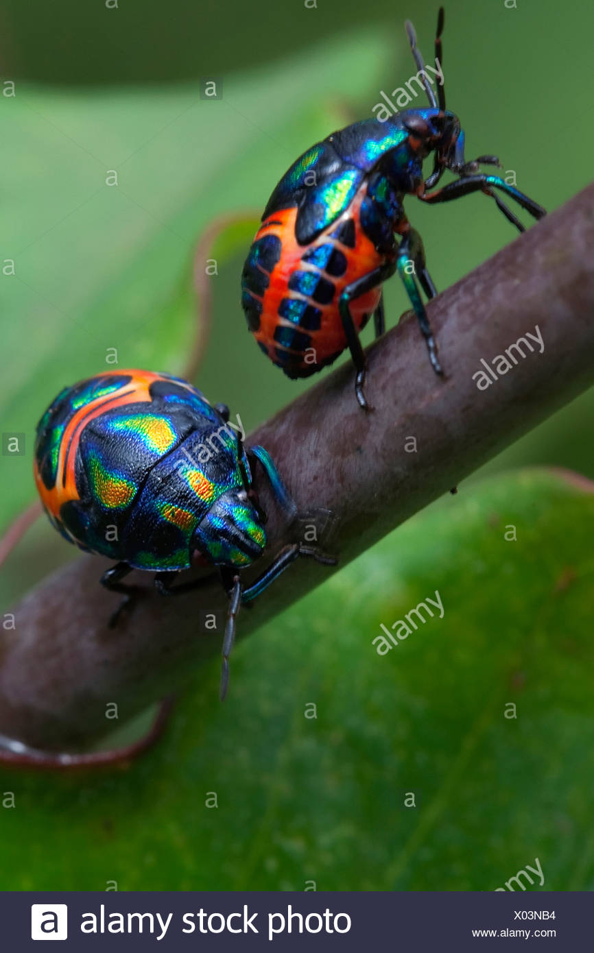 Uganda Insects High Resolution Stock Photography and Images - Alamy