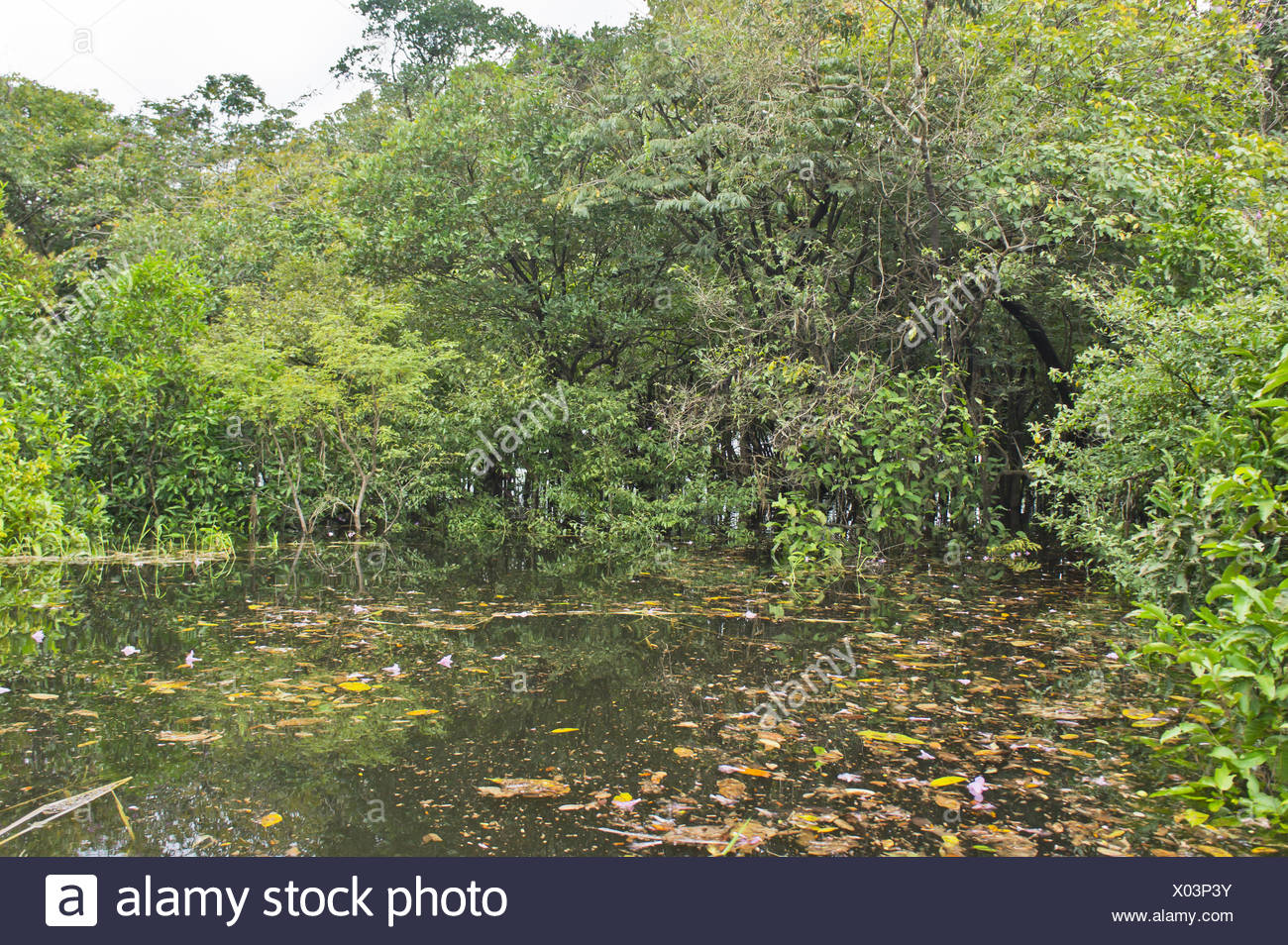 Brazil Amazon Rainforest Fishing High Resolution Stock Photography and ...