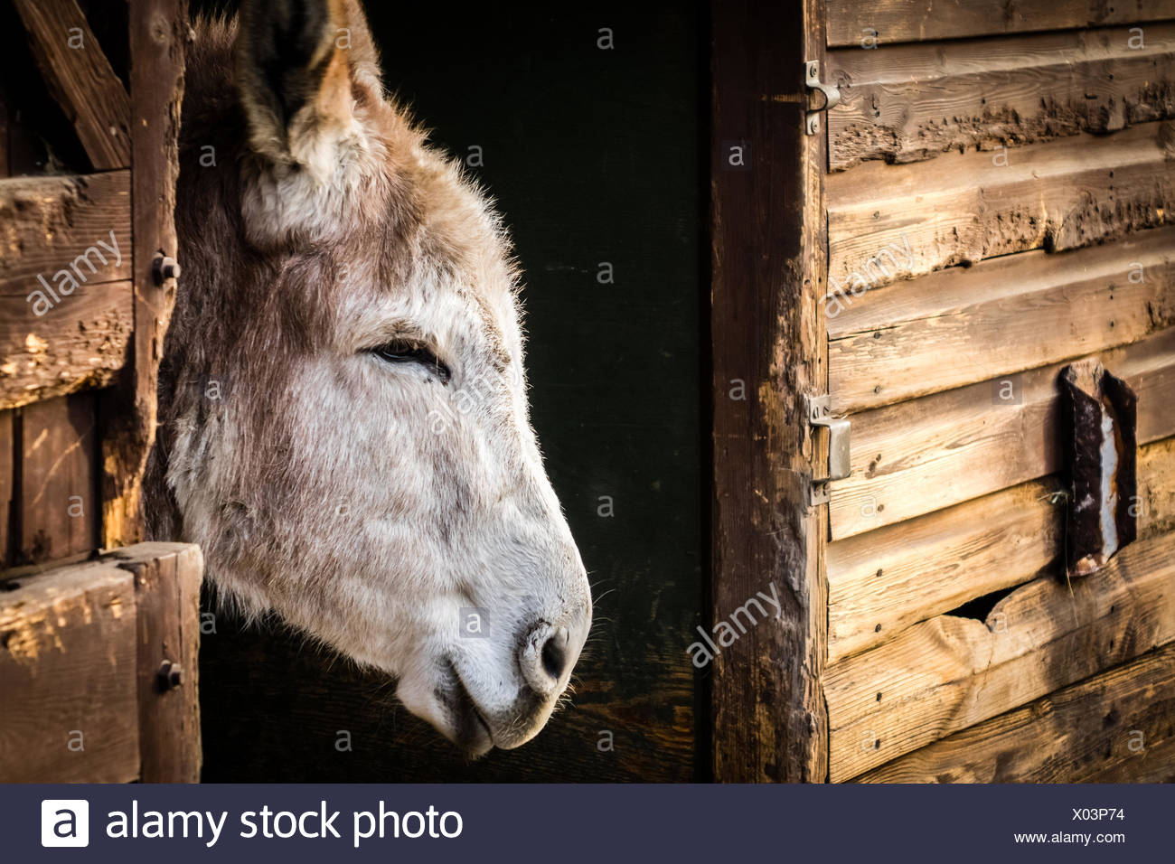 Donkey Tail Stock Photos & Donkey Tail Stock Images - Alamy