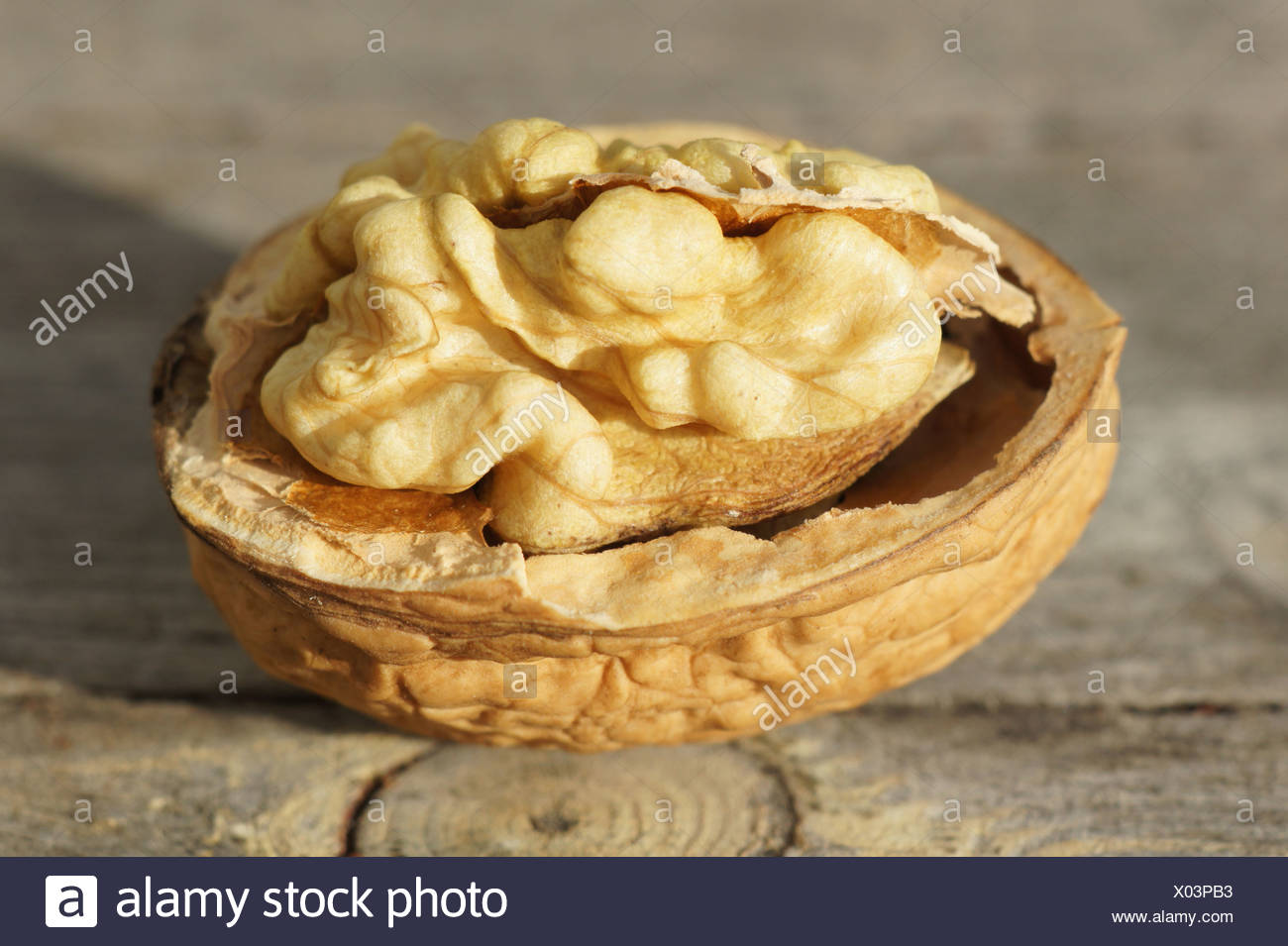 Walnuss High Resolution Stock Photography and Images - Alamy