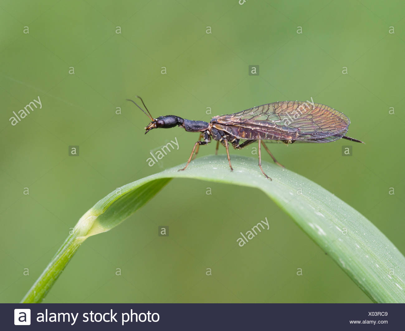Insektenbild High Resolution Stock Photography and Images - Alamy