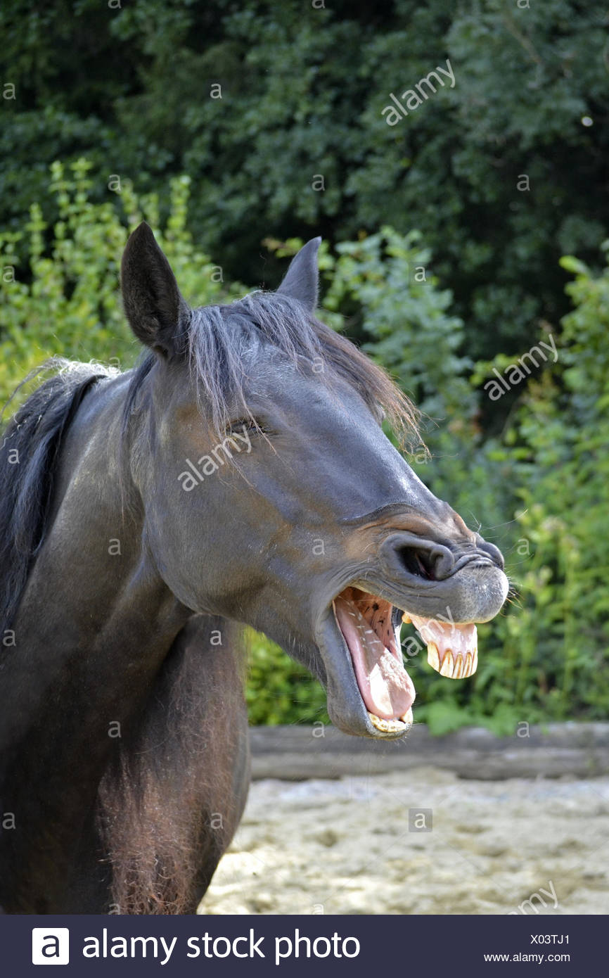 Funny Horse Face Laughing High Resolution Stock Photography and Images ...