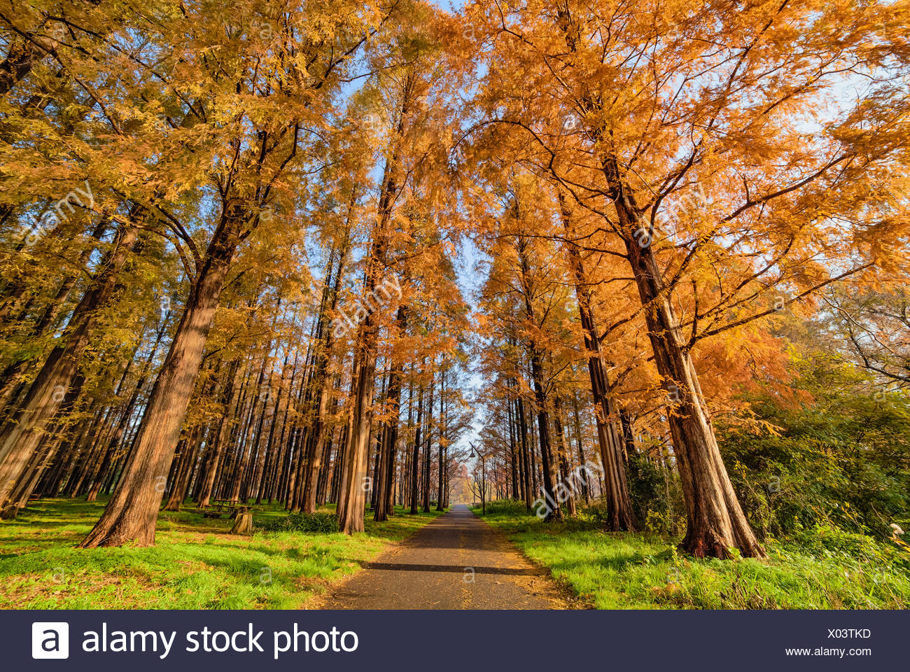 Gingko Trees High Resolution Stock Photography and Images - Alamy