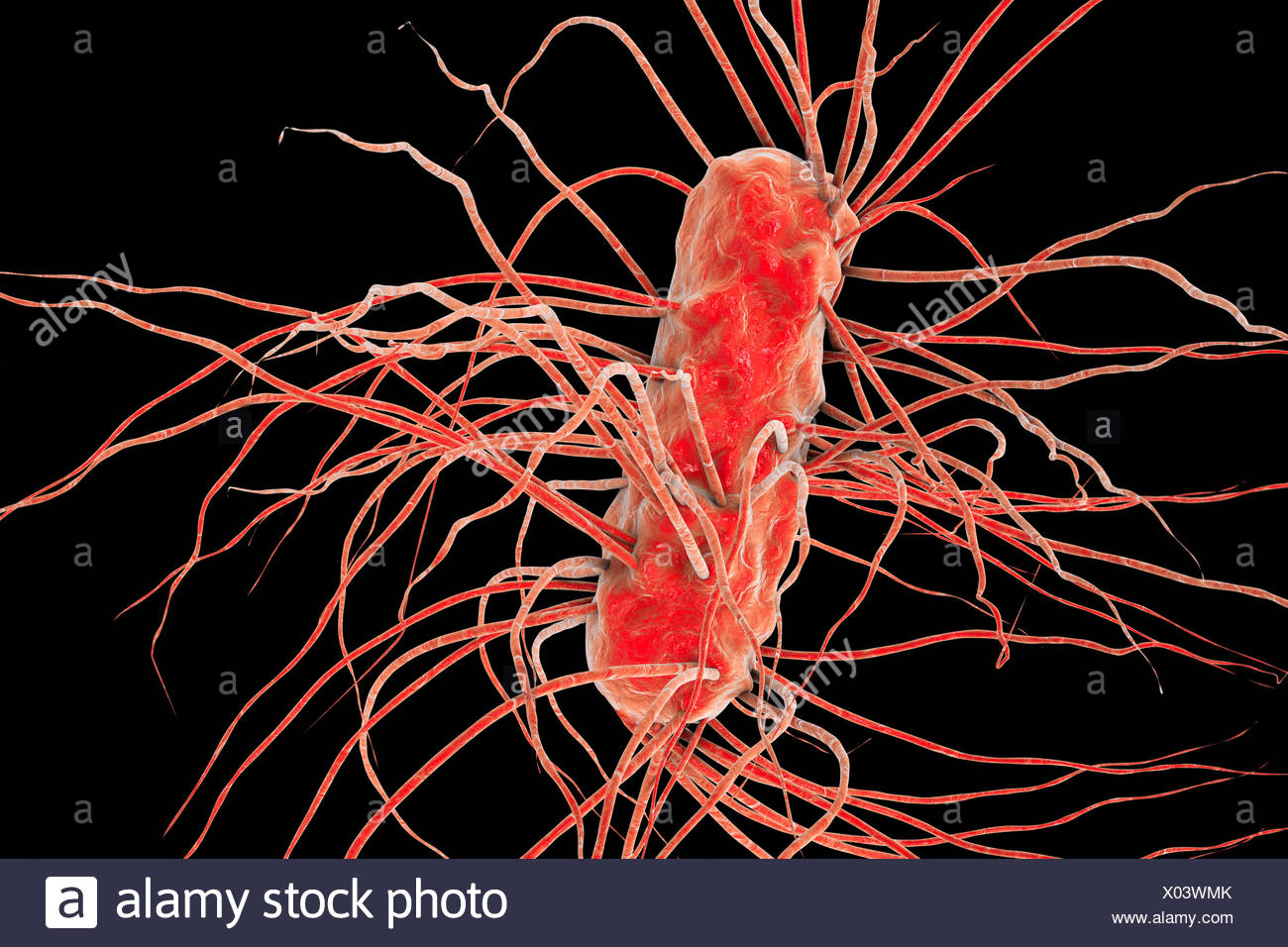 E Coli With Flagella Stock Photos & E Coli With Flagella Stock Images ...