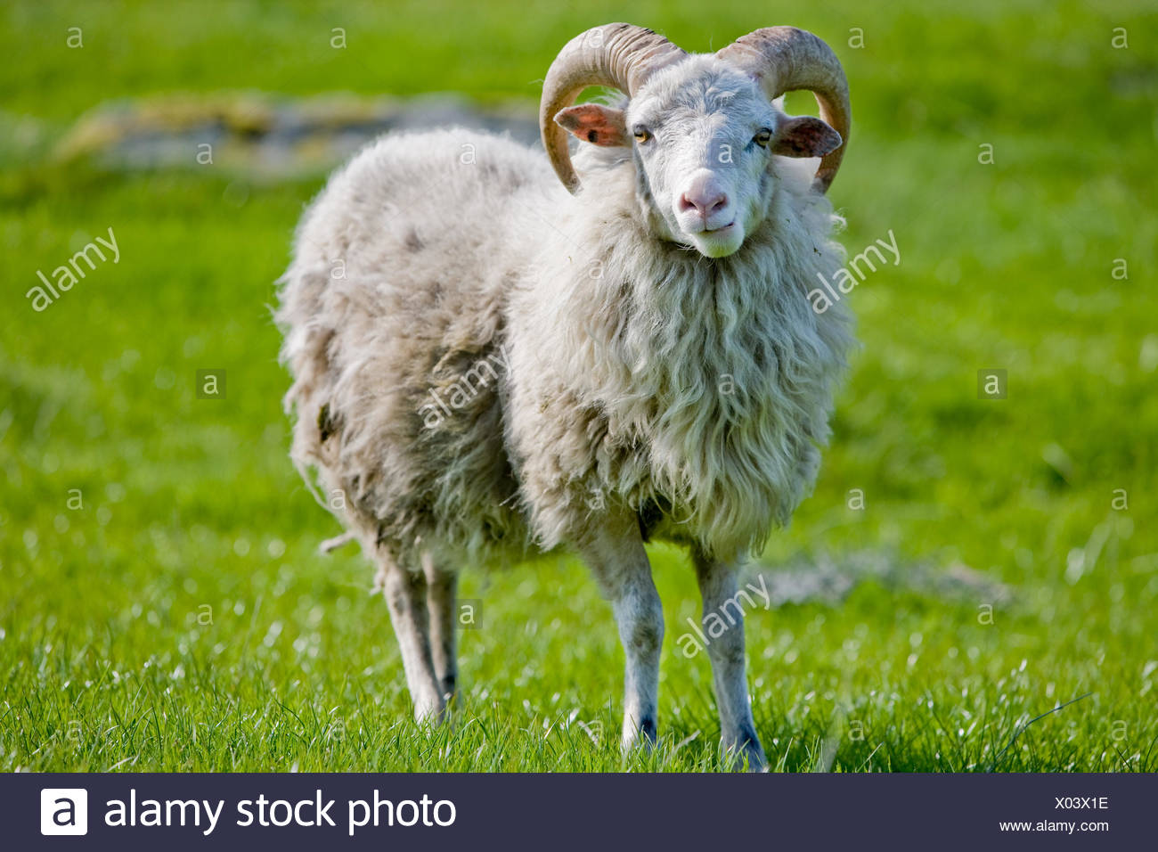 Laugh Sheep Stock Photos & Laugh Sheep Stock Images - Alamy
