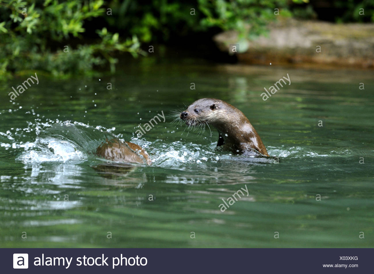 Eurasian Otter Lutra Lutra Running Stock Photos & Eurasian Otter Lutra ...