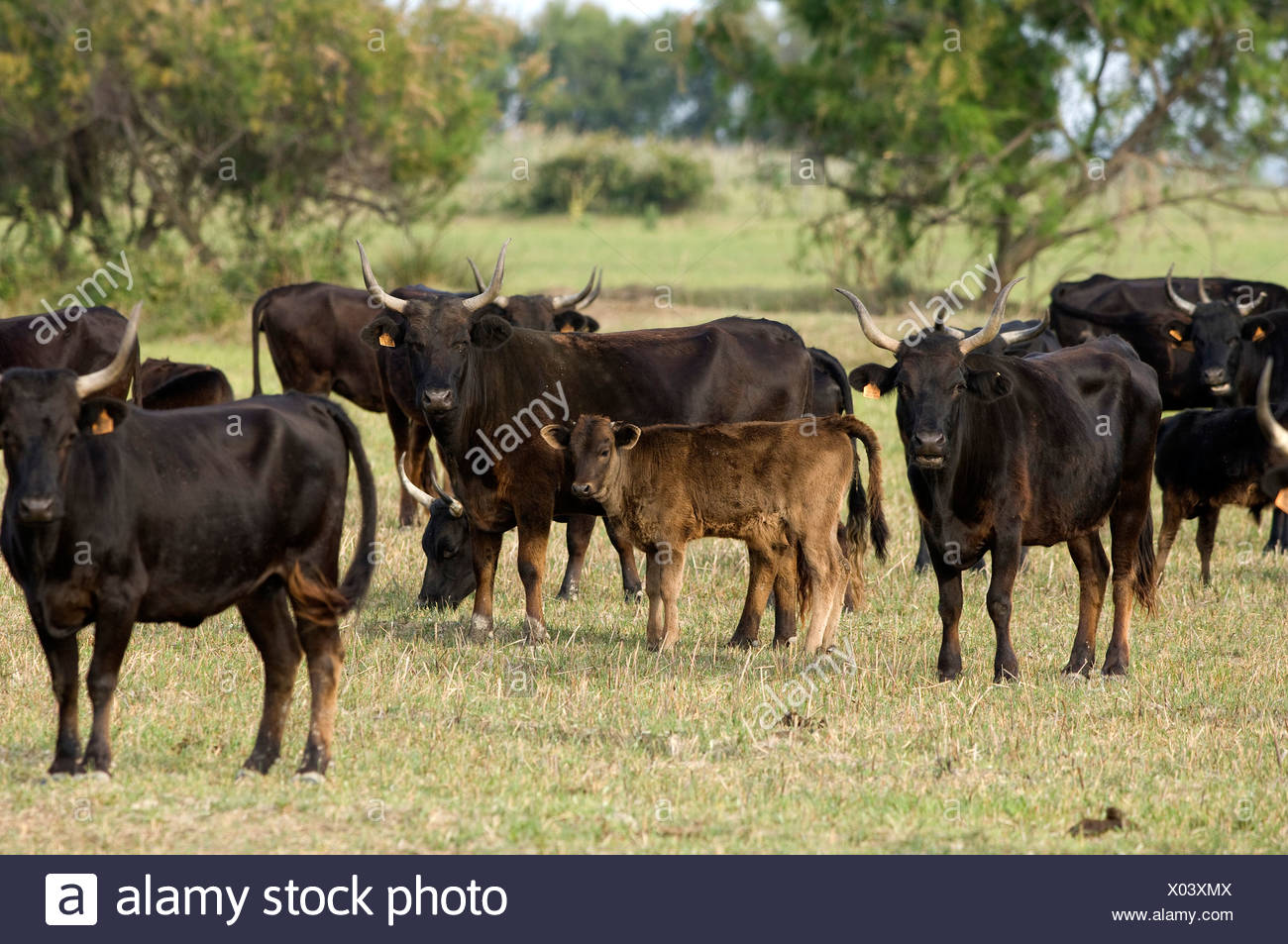 Camargue Cattle High Resolution Stock Photography and Images - Alamy