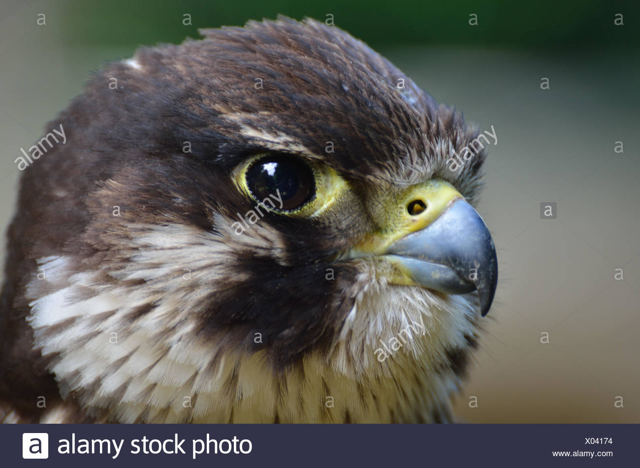 Hawks Head High Resolution Stock Photography and Images - Alamy