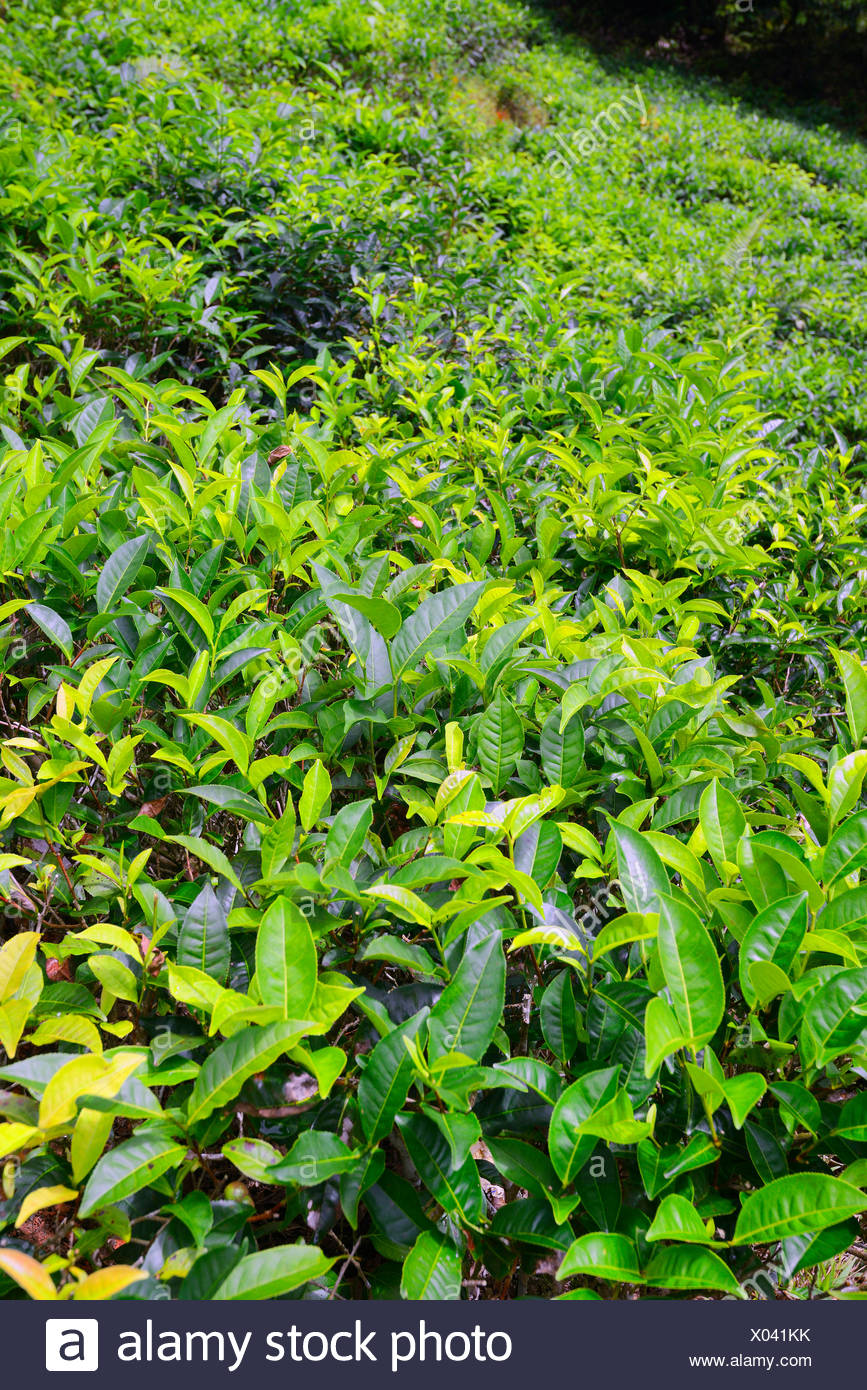 Tea Plant (thea Sinensis) High Resolution Stock Photography and Images ...