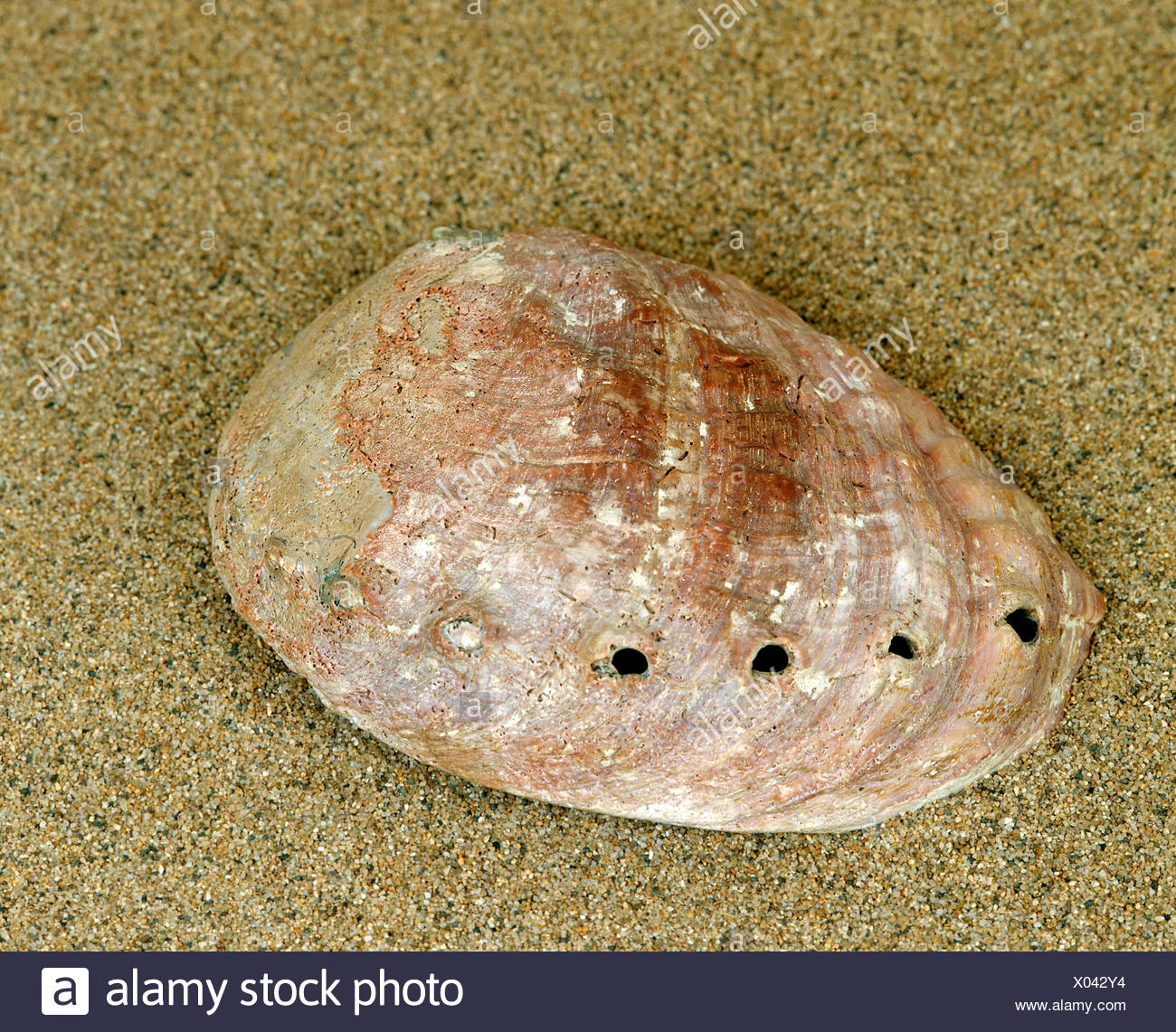 Ormer High Resolution Stock Photography and Images - Alamy