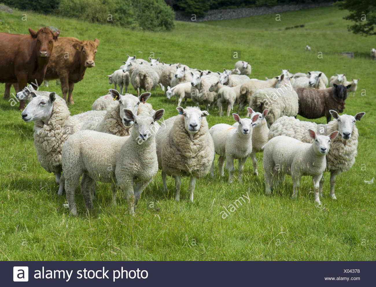 Cheviot Cross High Resolution Stock Photography and Images - Alamy