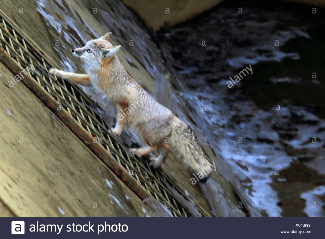 Fox Climbing High Resolution Stock Photography and Images - Alamy
