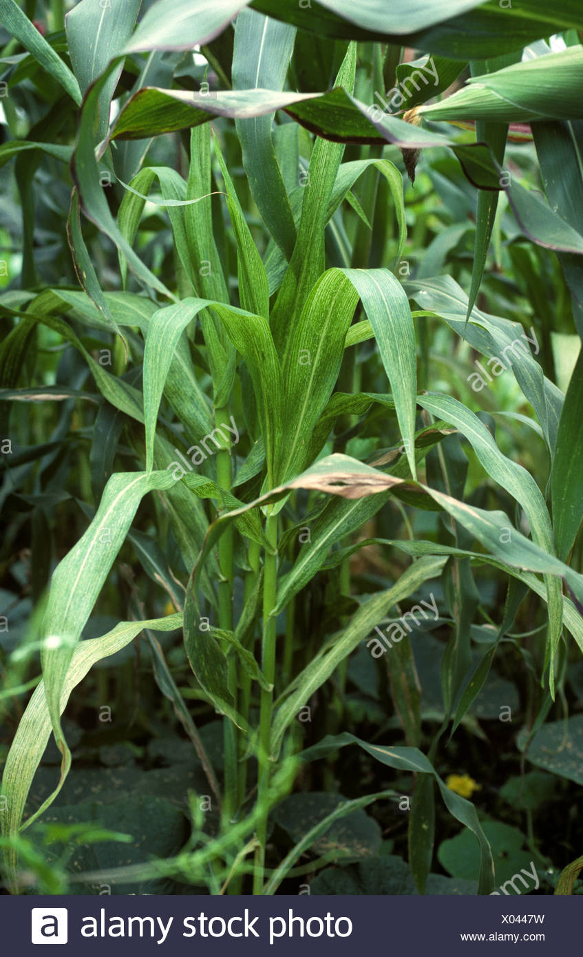 Maize Disease High Resolution Stock Photography and Images - Alamy