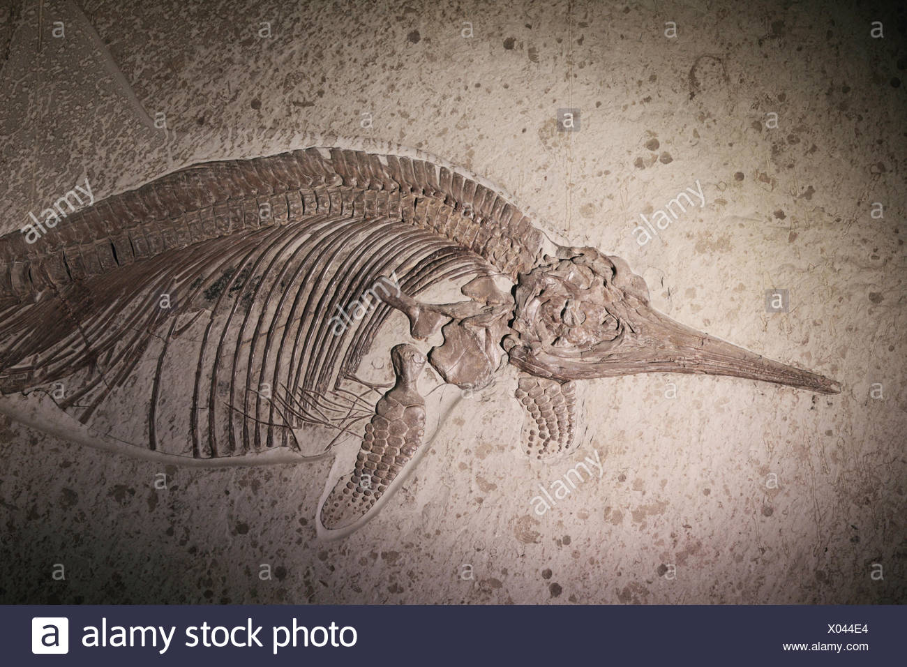 Ichthyosaur Stock Photos & Ichthyosaur Stock Images - Alamy