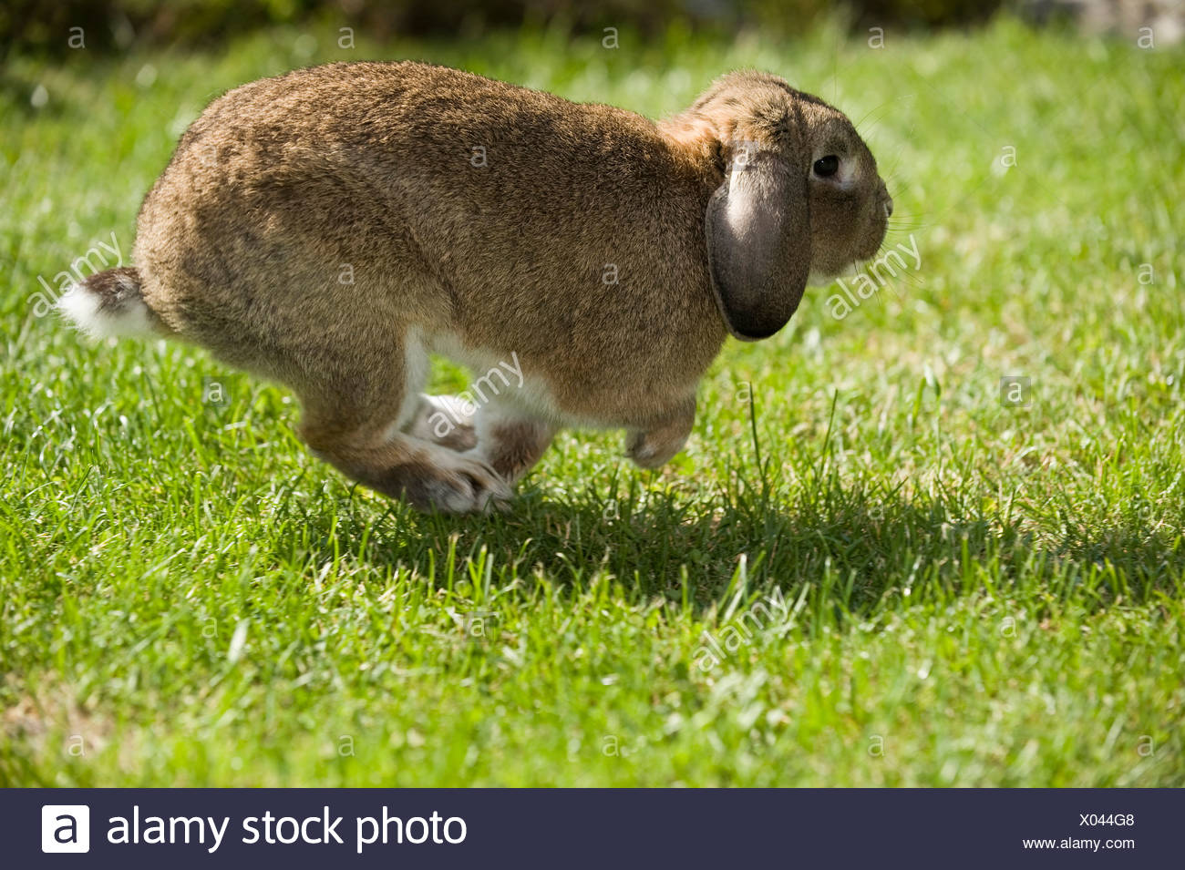 Mini Lop Adulto Dwarf Incredible Cheapest Fantastic Lop High