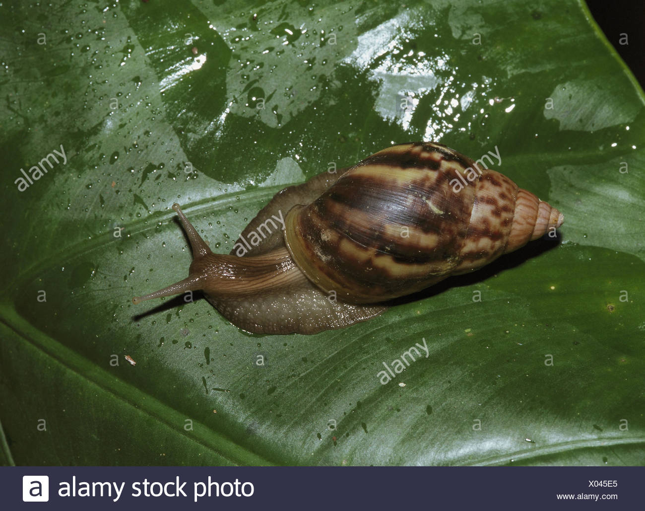 Country Lung Snails High Resolution Stock Photography and Images - Alamy