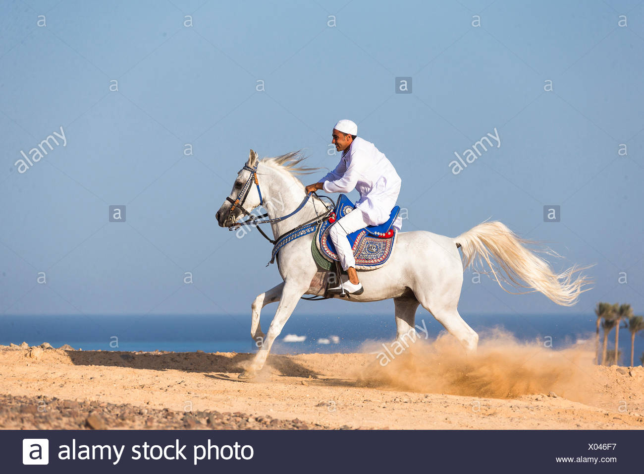 Arabian Horse Rider Traditional Dress High Resolution Stock Photography ...