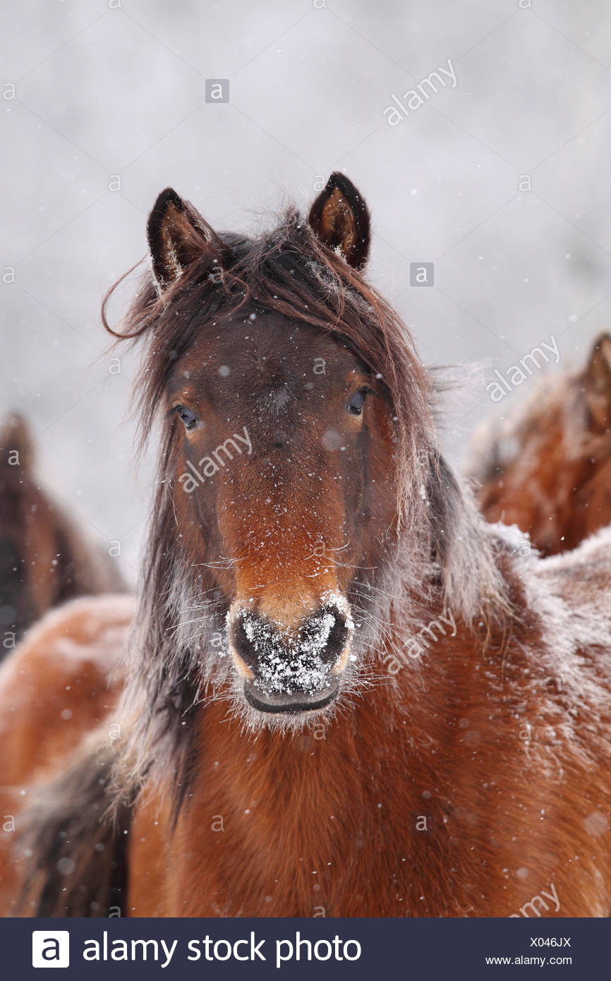Hucul Stock Photos & Hucul Stock Images - Alamy