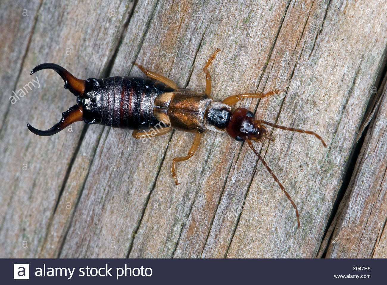 Earwig Stock Photos & Earwig Stock Images - Alamy