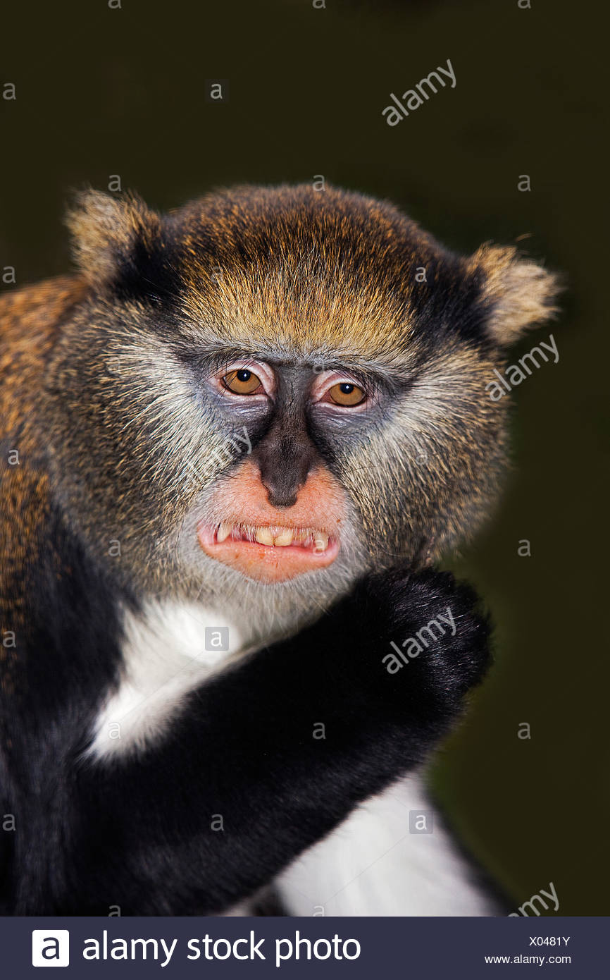Monkey Showing Teeth High Resolution Stock Photography and Images - Alamy
