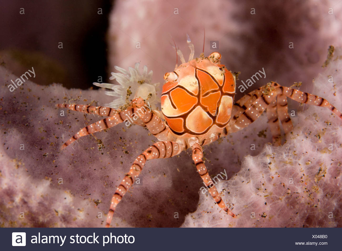 Boxer Crab Stock Photos & Boxer Crab Stock Images - Alamy