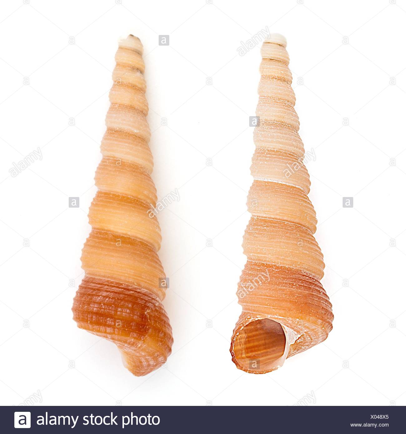 Tower Shell Snail Shell High Resolution Stock Photography and Images ...
